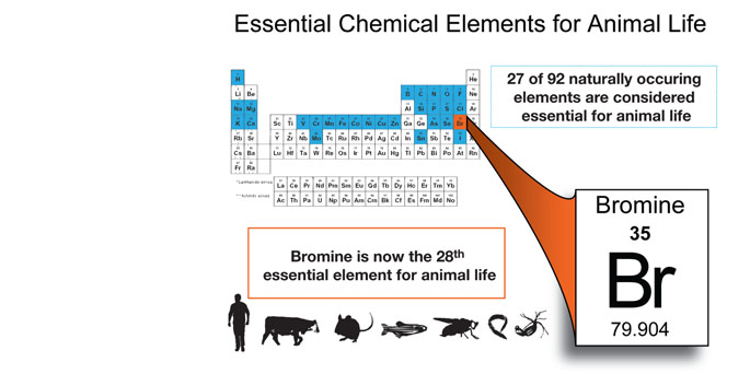 VU investigators confirm bromine’s critical role in tissue development ...