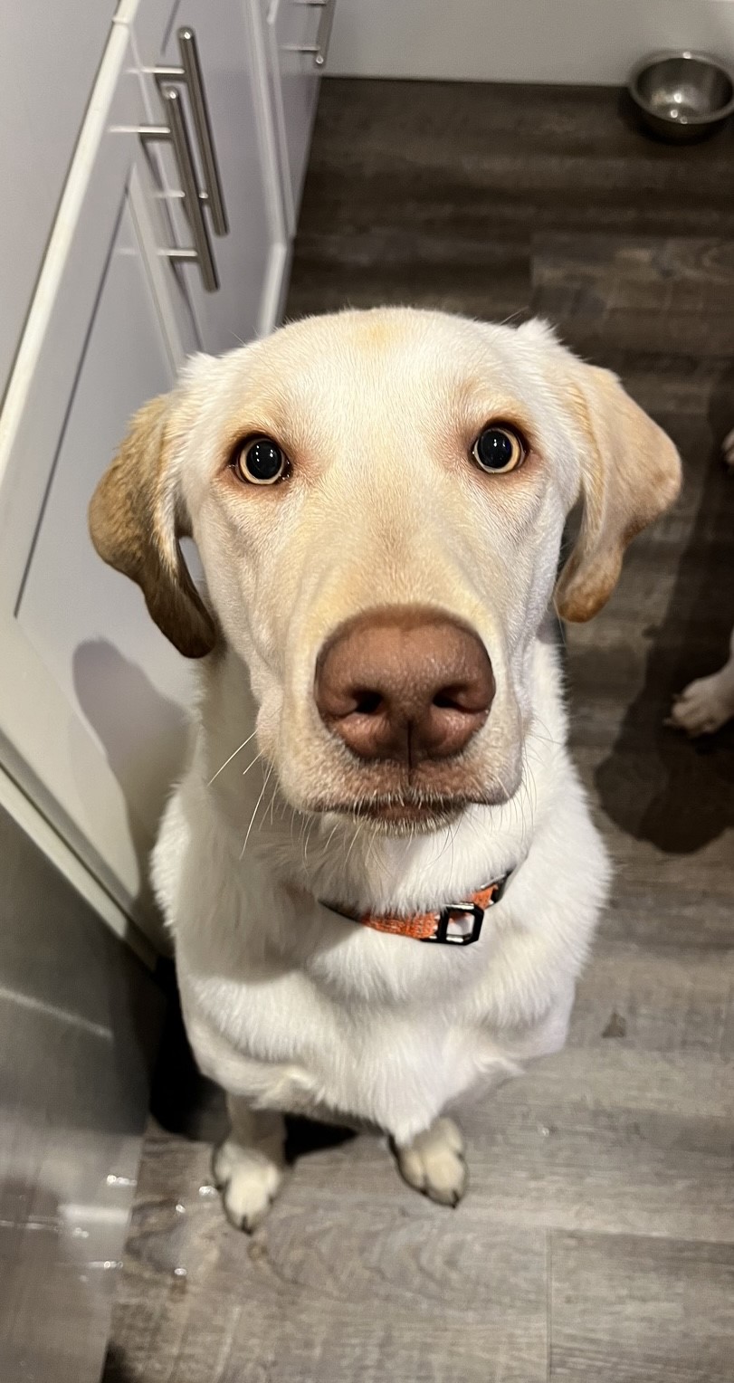 VUMC Pets of the Day: Raj and Benny - VUMC News