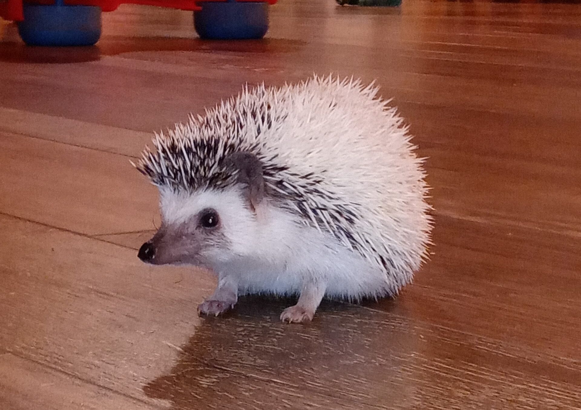 VUMC Pets of the Day: Regis Quillbin and Danicka - VUMC News