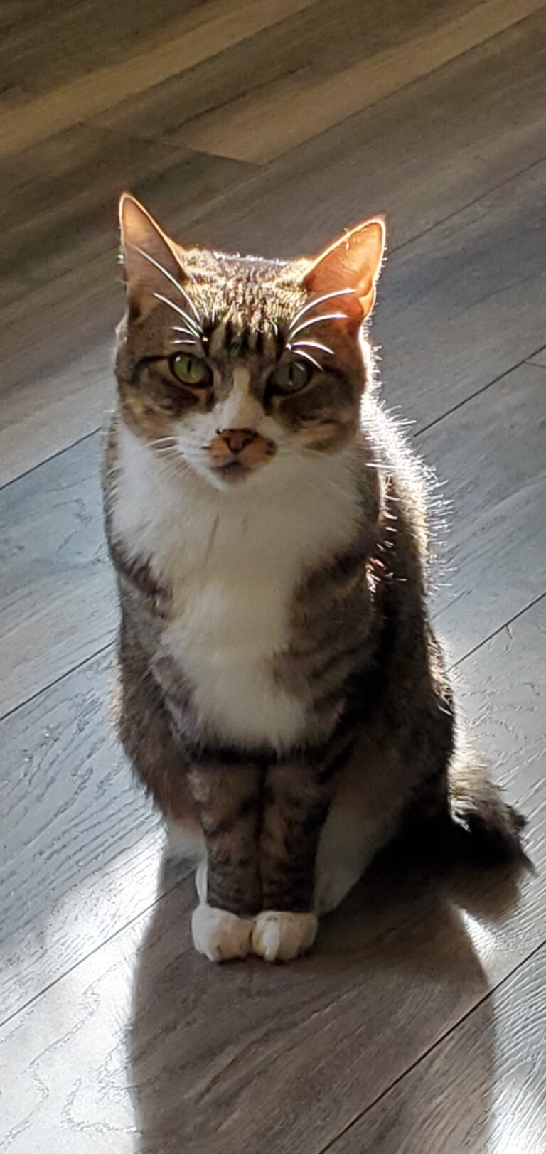 VUMC Pets of the Day: Sofie and Grady - VUMC News