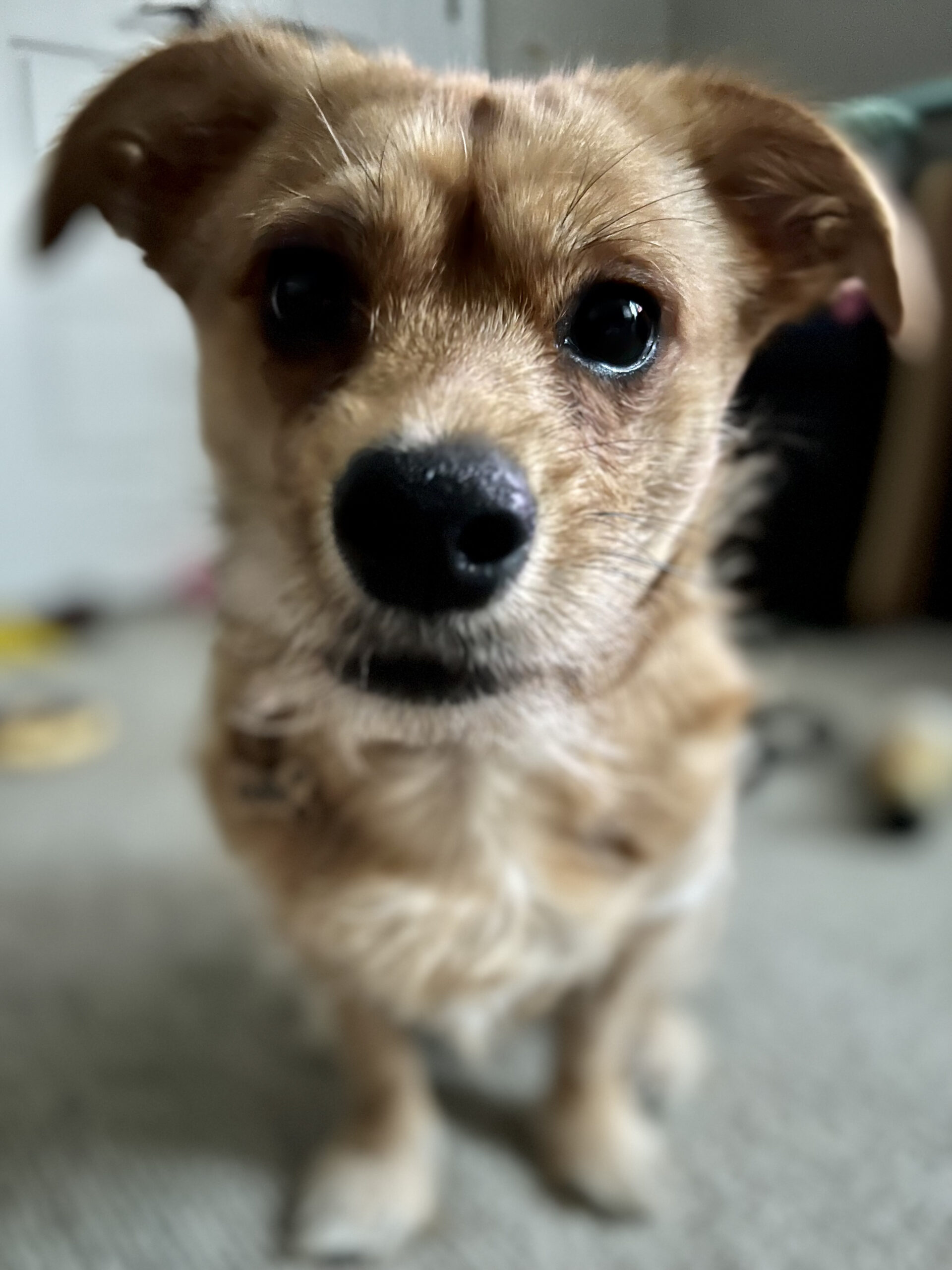 VUMC Pets of the Day: Chyla and Dolly - VUMC News