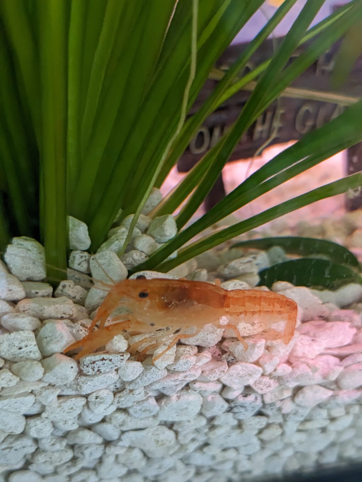 VUMC Pets of the Day: Bane and Pinch - VUMC News