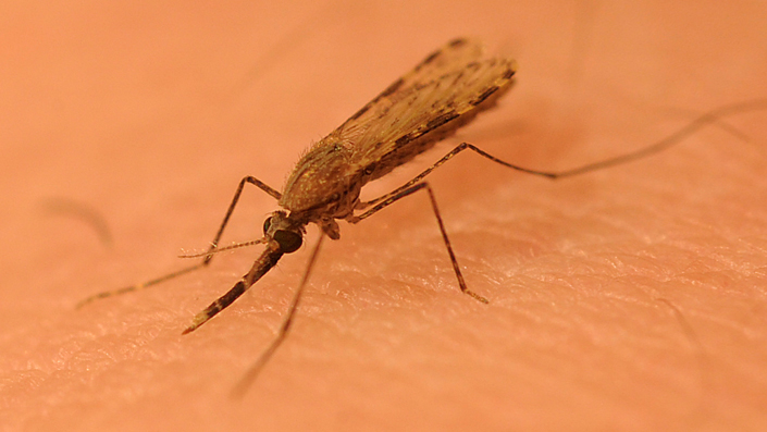 Chemical causes kidney failure in mosquitoes: study - VUMC News