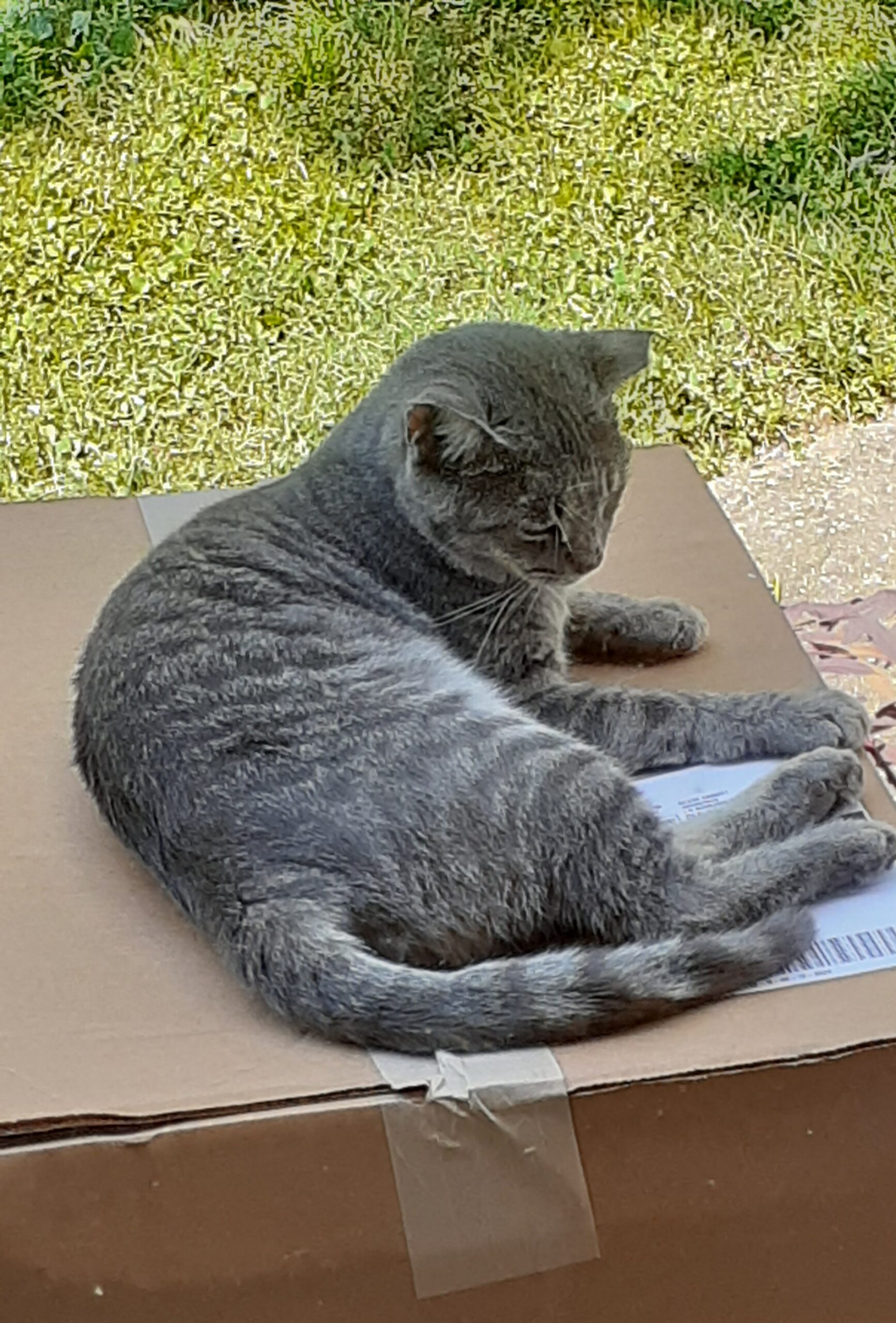 VUMC Pets of the Day: Cashew and Sneaky Pete - Vanderbilt Health News