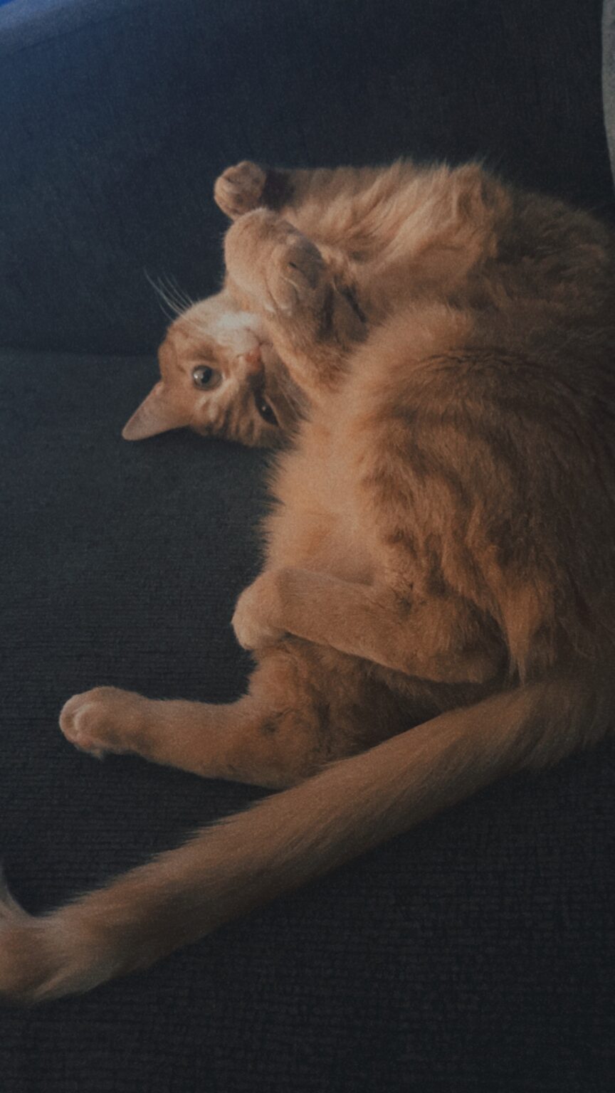 VUMC Pets of the Day: Cookie and Wesley - VUMC News