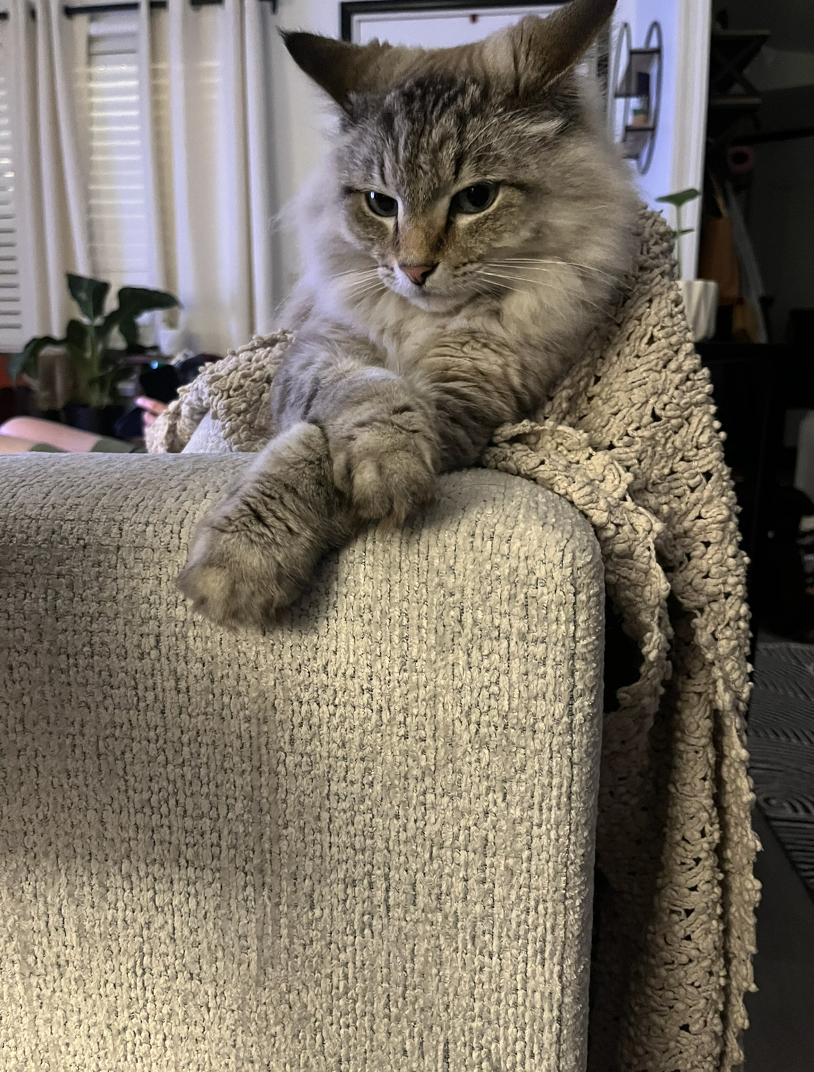 VUMC Pets of the Day: Lucy and Simba - Vanderbilt Health News