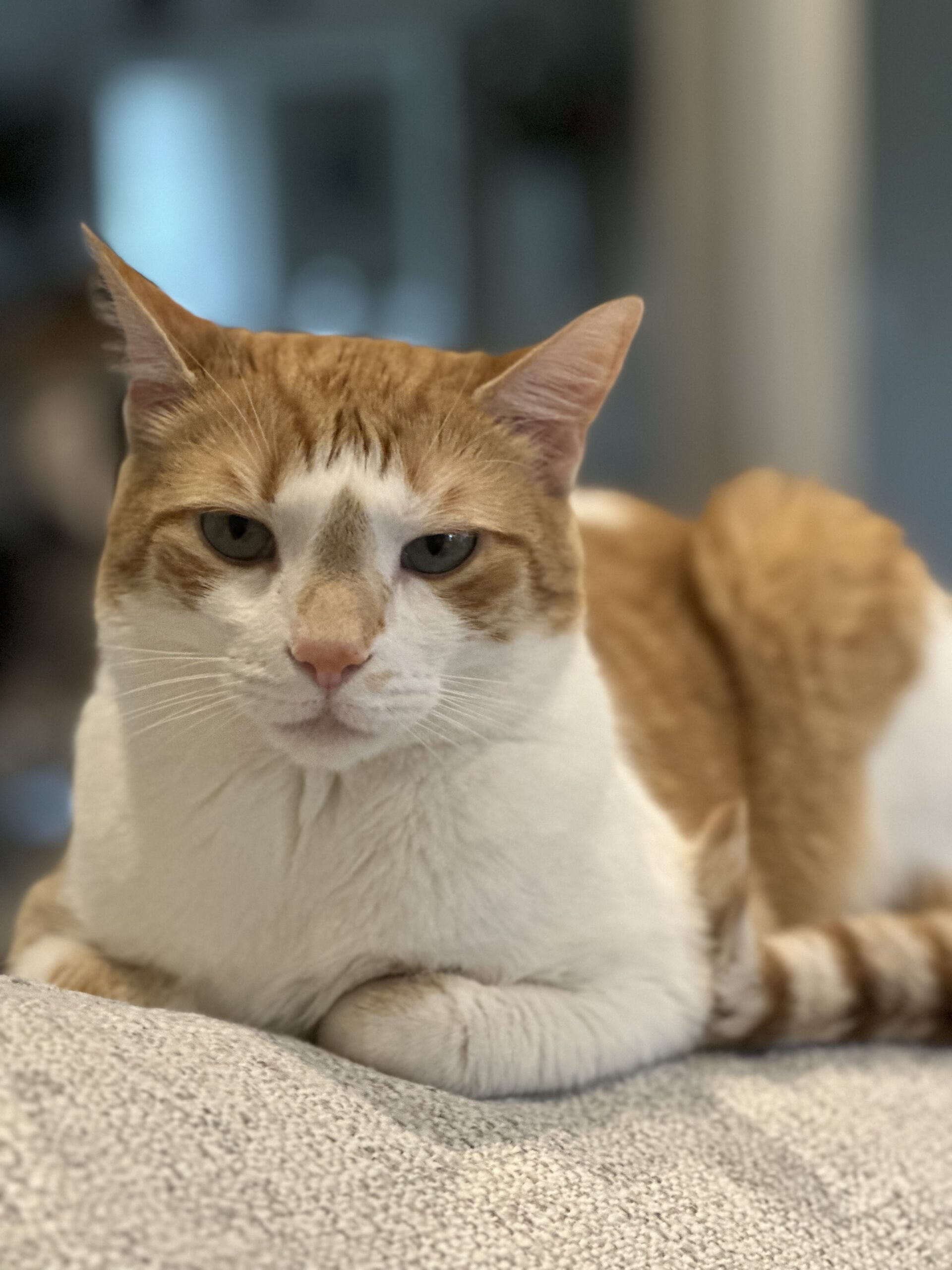 VUMC Pets of the Day: Sofie and Peyton - VUMC News