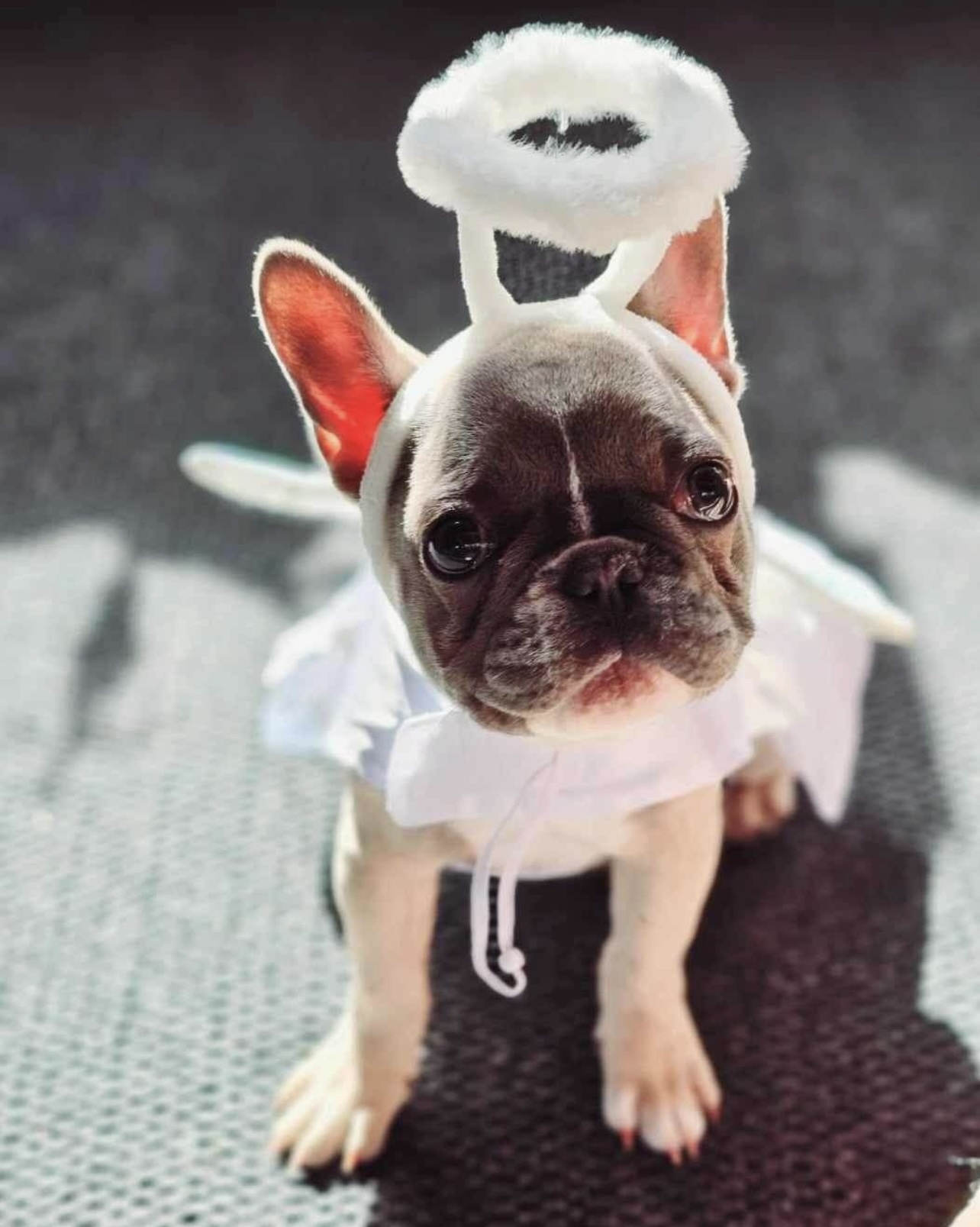 VUMC Pets of the Day: Stella and Loki - Vanderbilt Health News