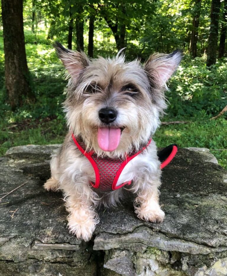 Vanderbilt Health Pets of the Day: Deebo and Wybee - Vanderbilt Health News