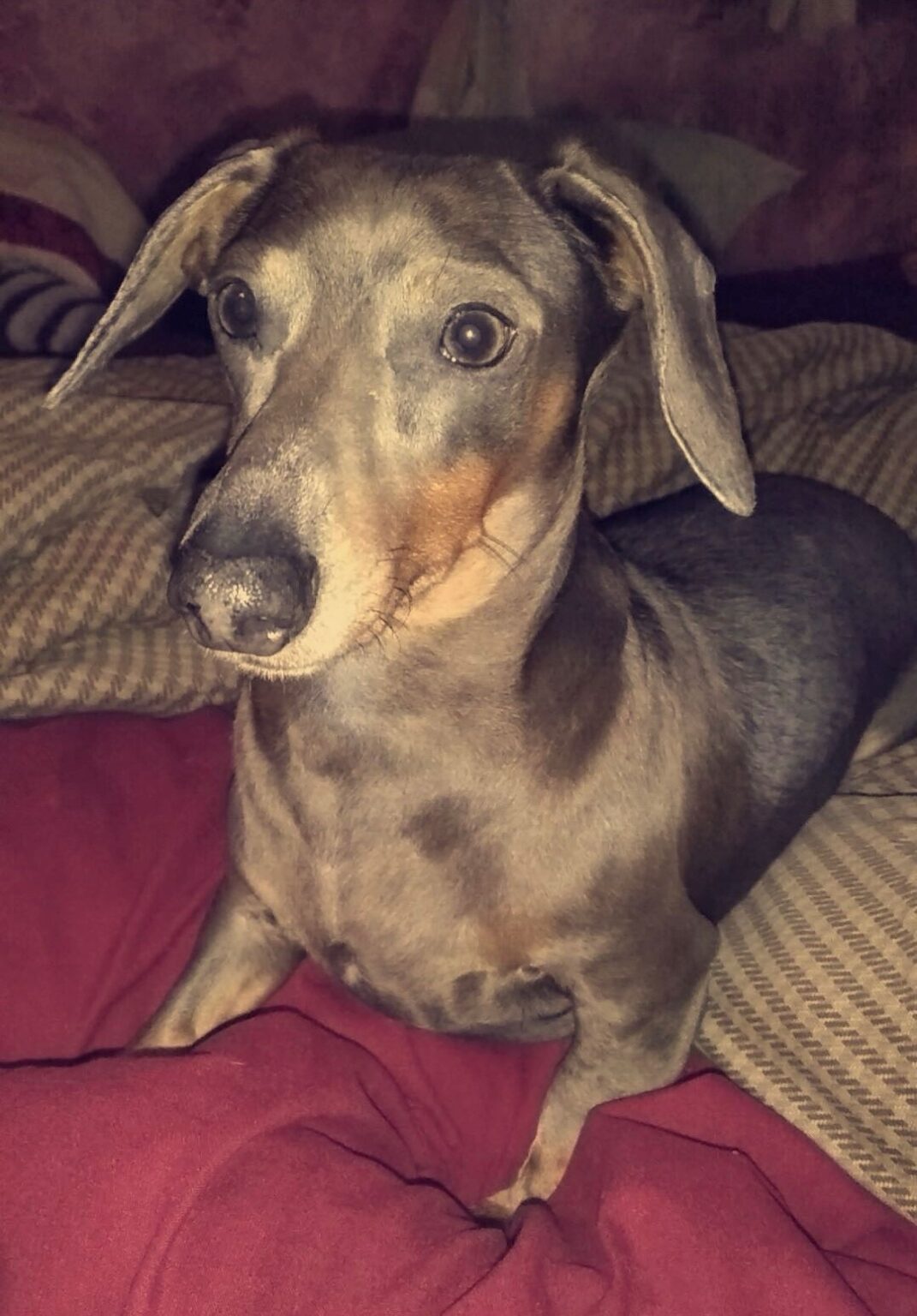 Vanderbilt Health Pets of the Day: Deebo and Wybee - Vanderbilt Health News