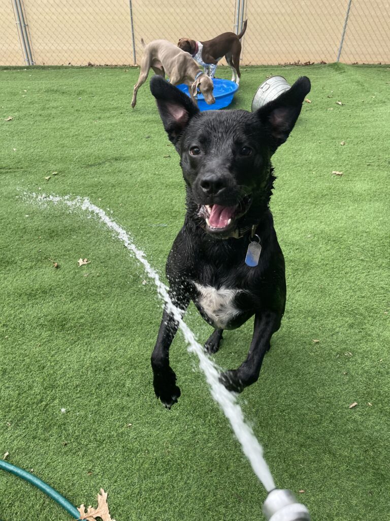 Vanderbilt Health Pets of the Day: Biscuits and Winston - Vanderbilt ...