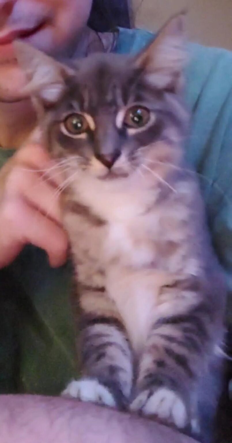 VUMC Pets of the Day: Waffles and Turkey - Vanderbilt Health News