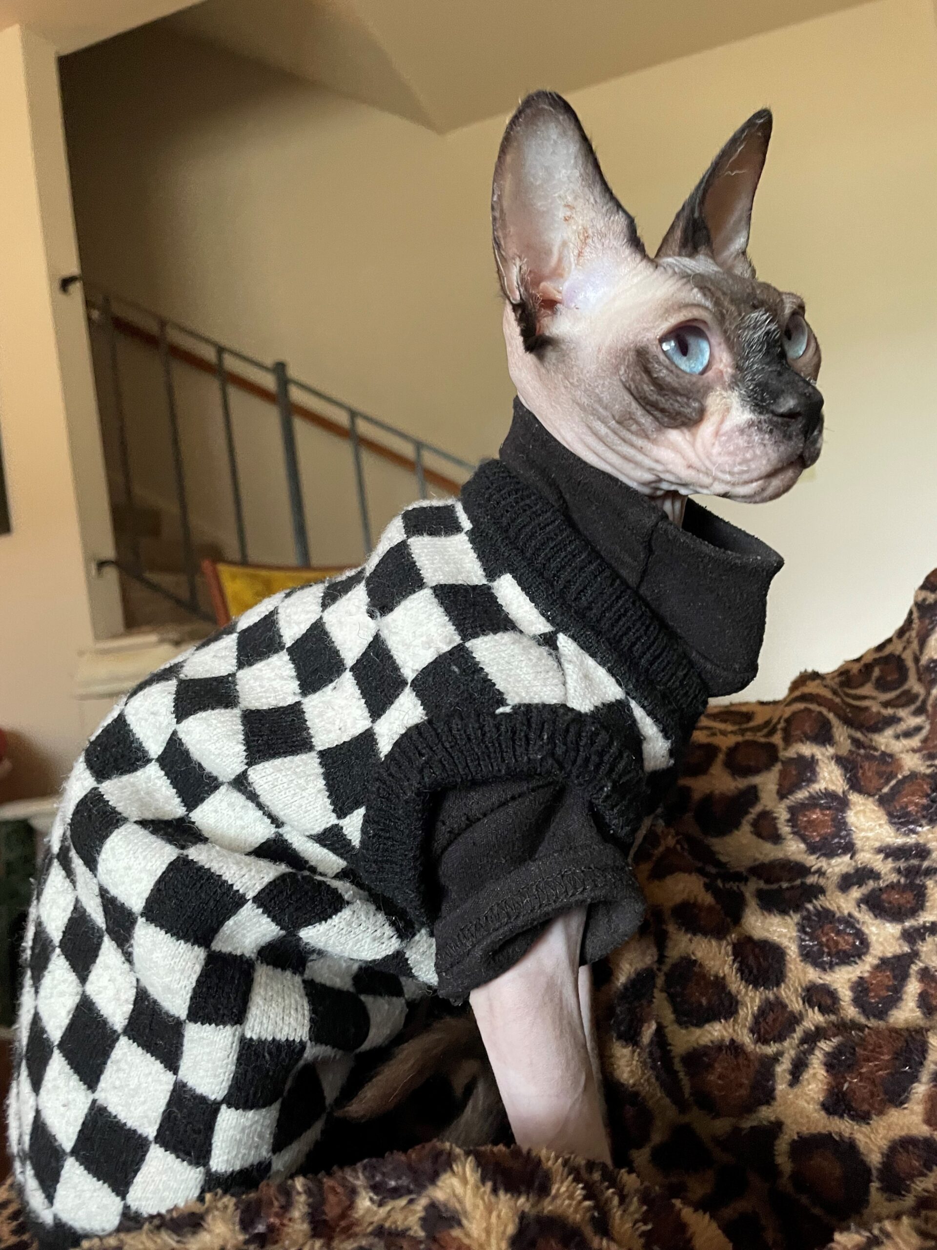 VUMC Pets of the Day: Barbara and Dixie - VUMC News