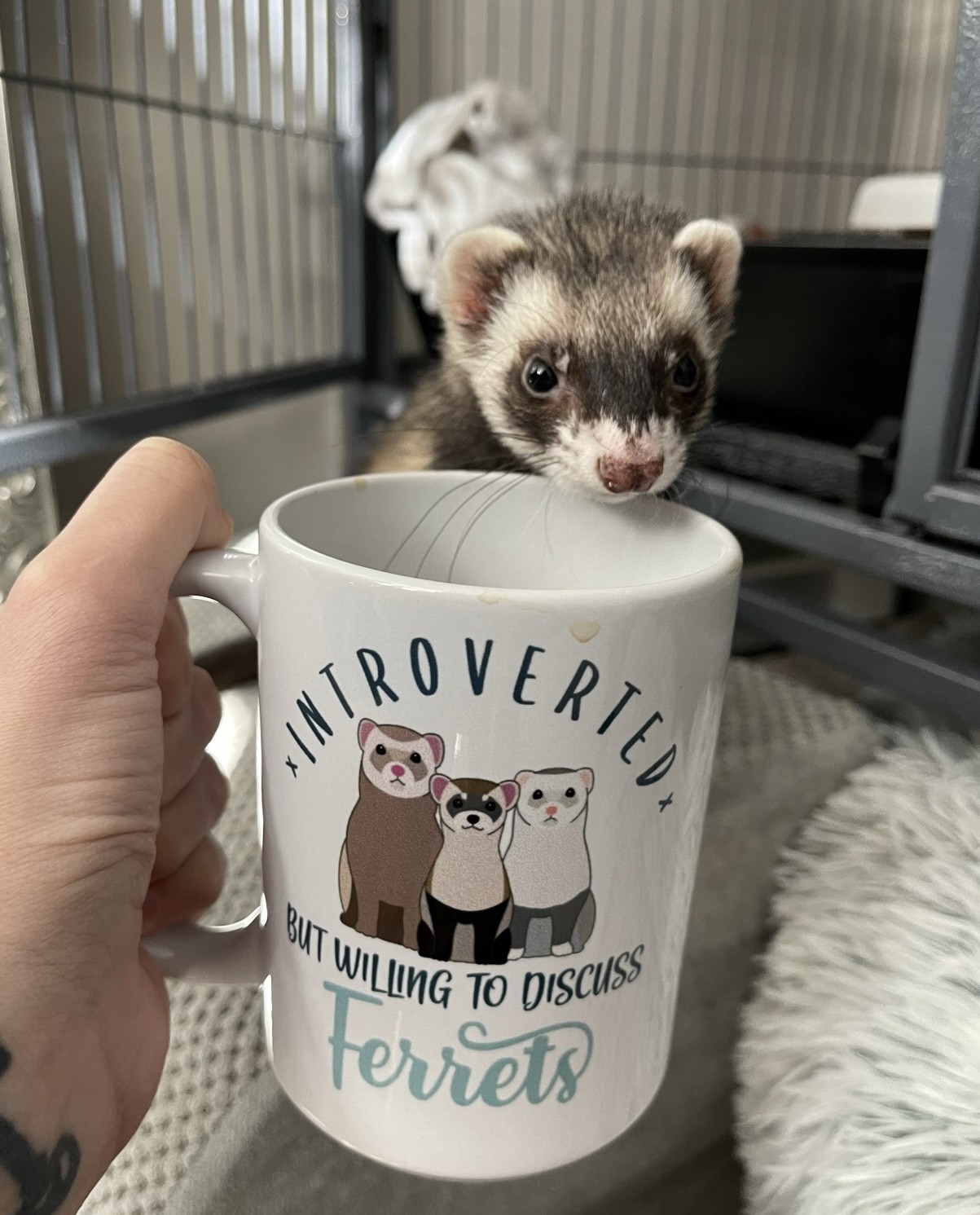 VUMC Pets of the Day: Marley and Noodle - Vanderbilt Health