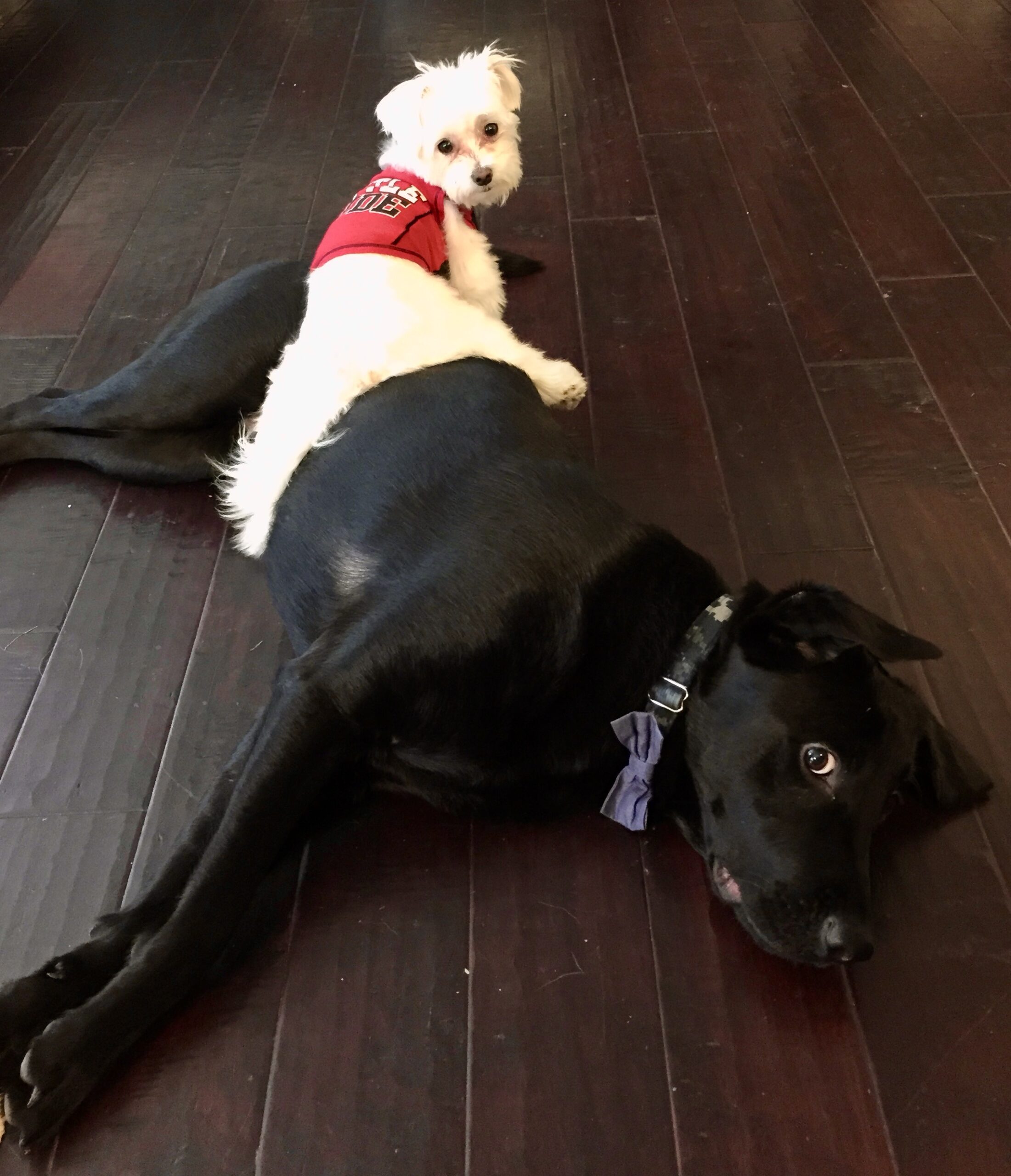 VUMC Pets of the Day: Ollie, Nyla, Tucker and Dax - Vanderbilt Health News