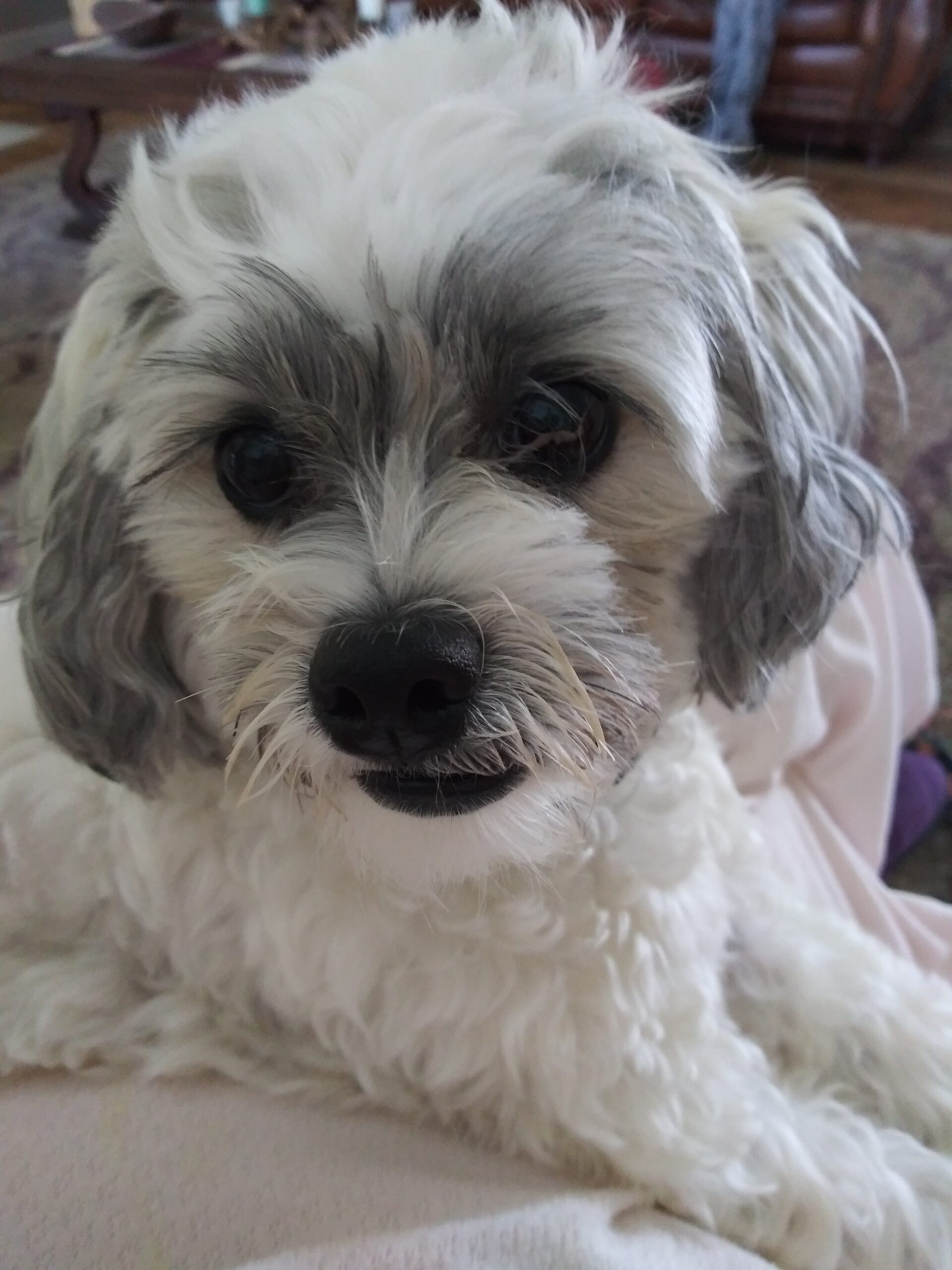 Vanderbilt Health Pets of the Day: Pebbles and Rocky - Vanderbilt ...