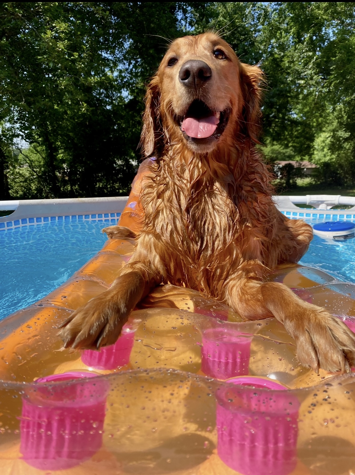 VUMC Pets of the Day: Bailey and Wallace - Vanderbilt Health