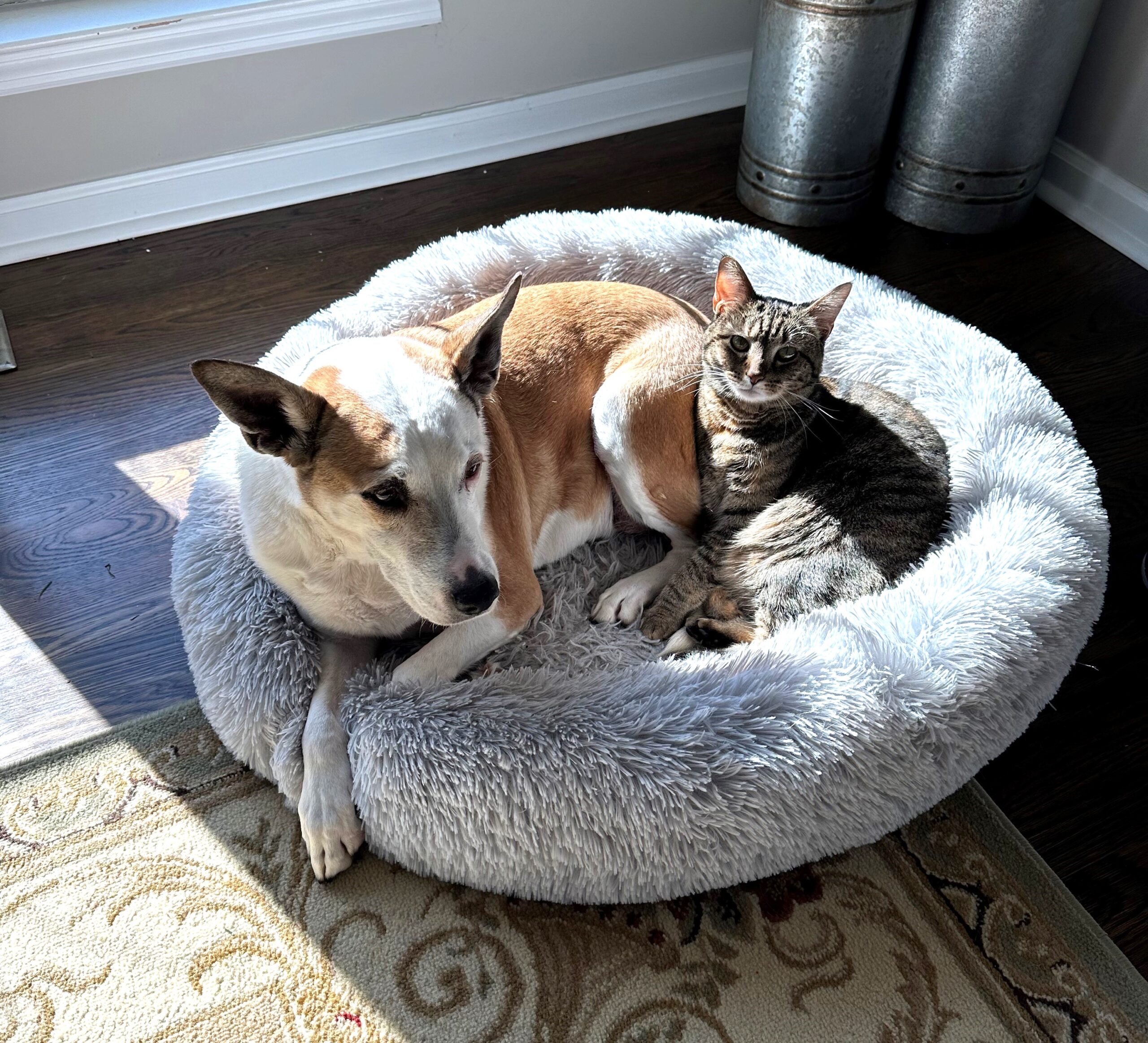 VUMC Pets of the Day: Annabelle and Tink and Clover and Big Boy ...