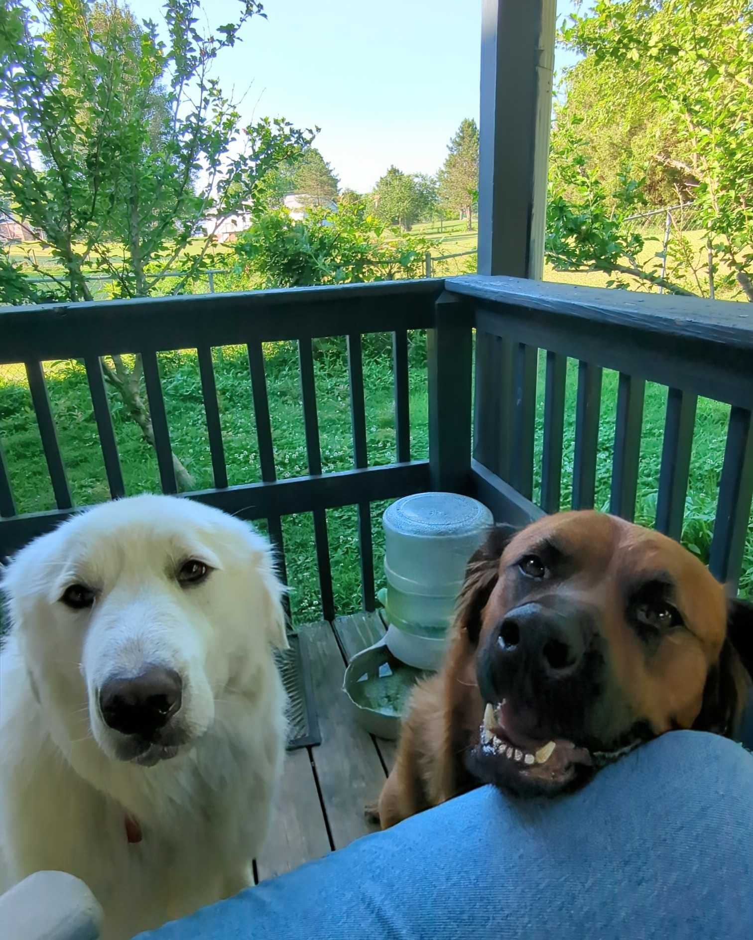 Vanderbilt Health Pets of the Day: Sven and Finn, and Prudence and ...