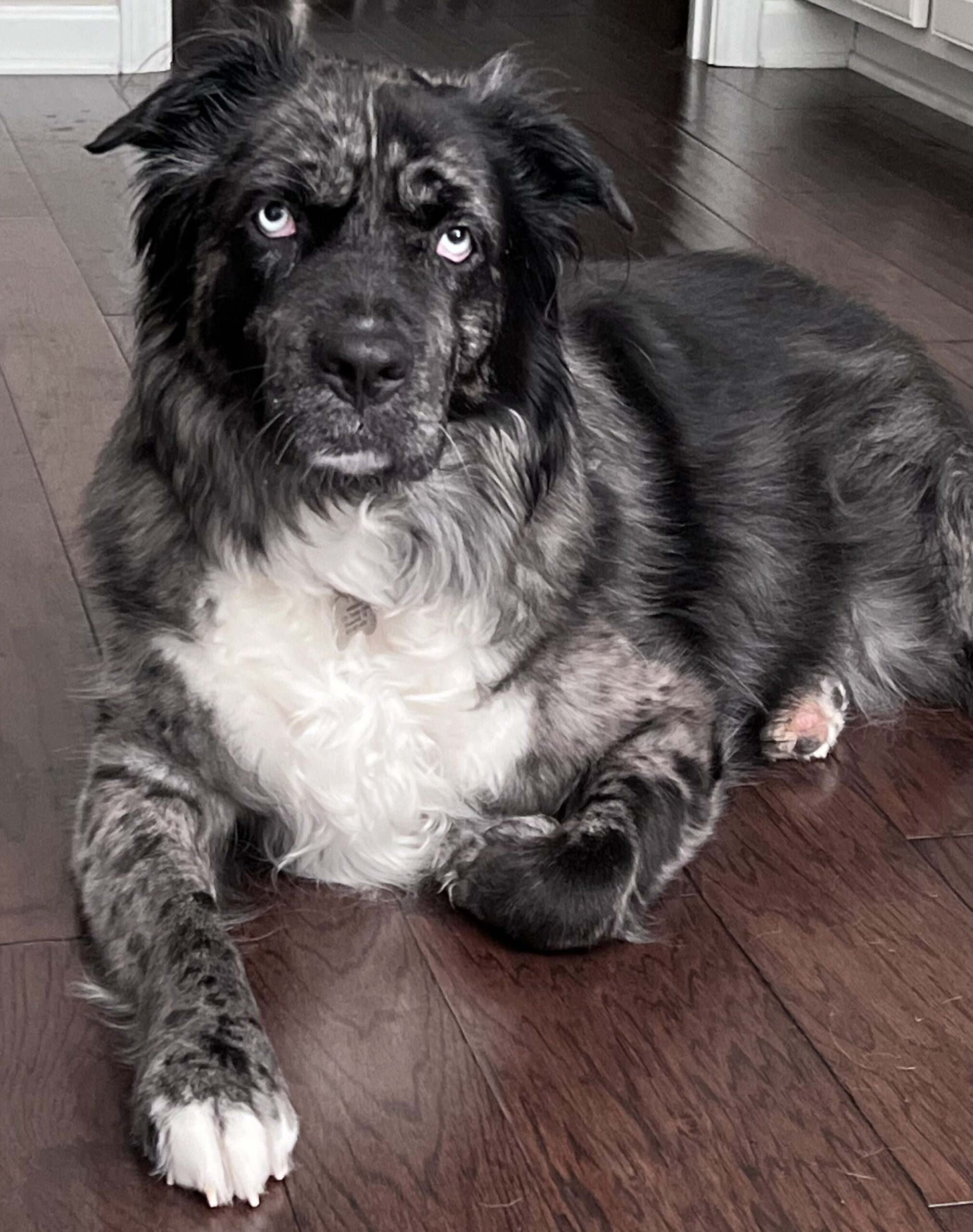 VUMC Pets of the Day: Pepper, Champ, Lola and Kermit - VUMC News