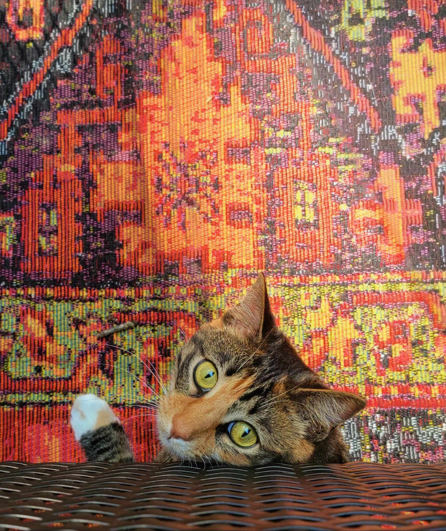 VUMC Pets of the Day: Gracie and Jolene - Vanderbilt Health