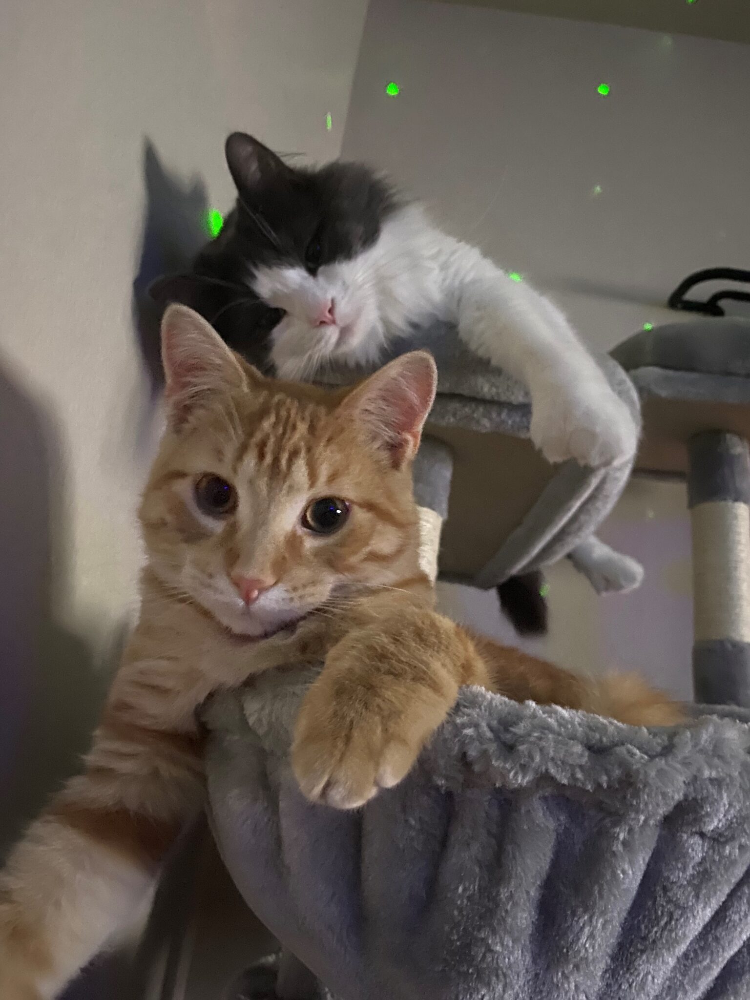 Vanderbilt Health Pets of the Day: Hank and Dolly, and Whiskey Charley ...