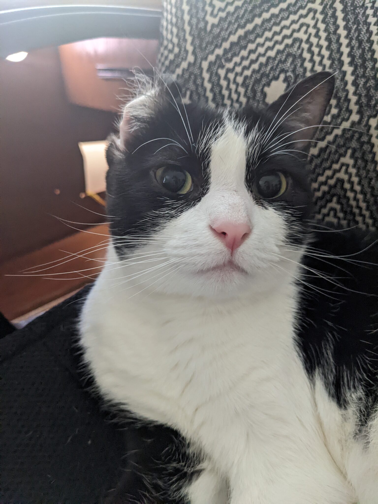 VUMC Pets of the Day: Camden and Juno - VUMC News