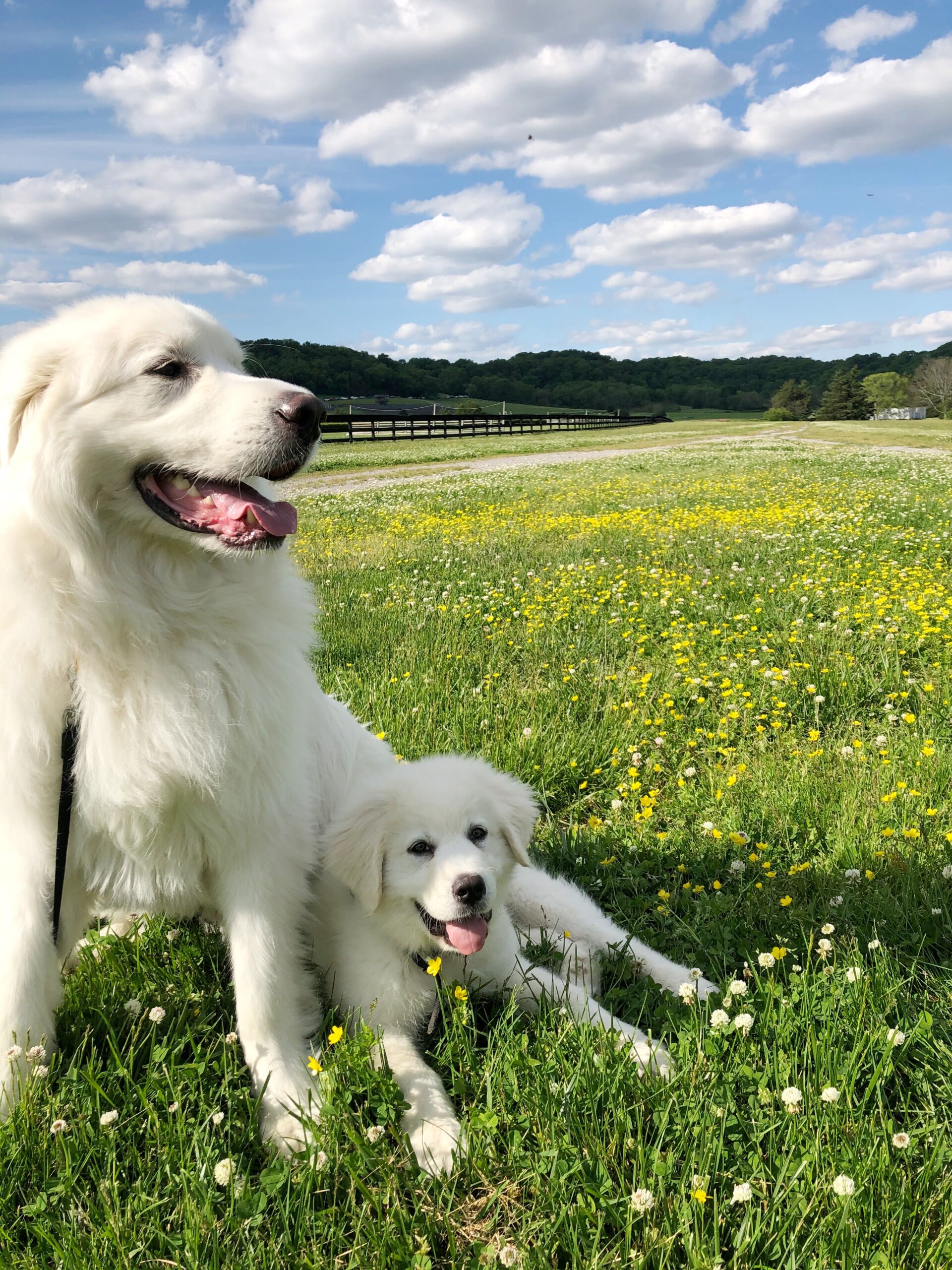 Vanderbilt Health Pets of the Day: Sven and Finn, and Prudence and ...