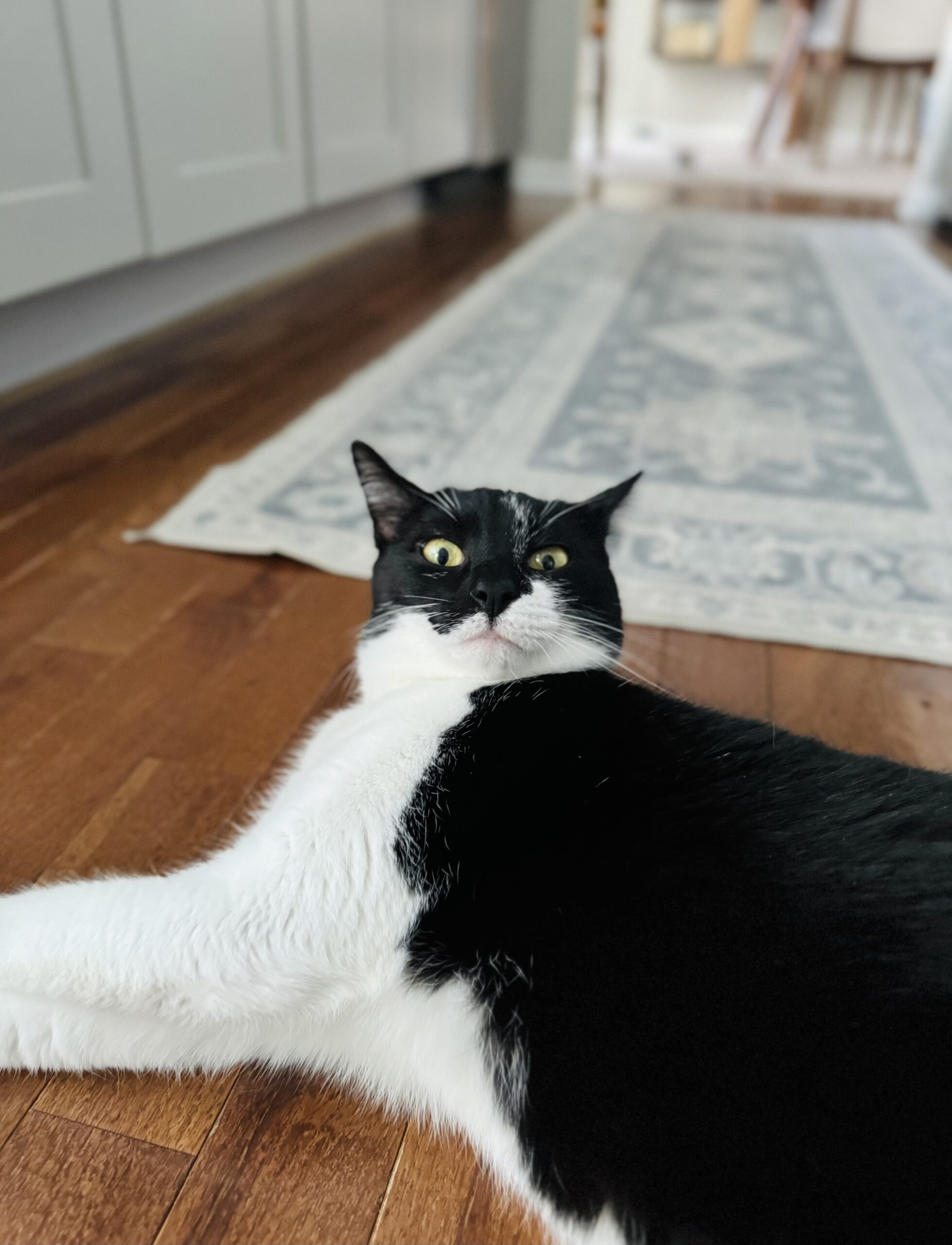VUMC Pets of the Day: Thundercat and Shaggy - Vanderbilt Health