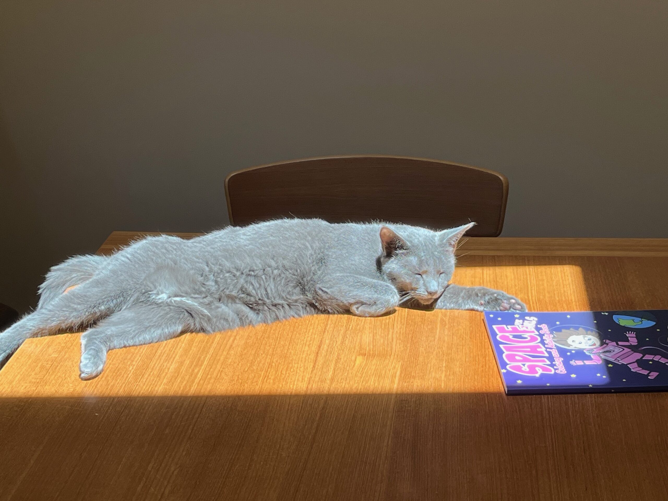 VUMC Pets of the Day: Gretel and Ramses - VUMC News