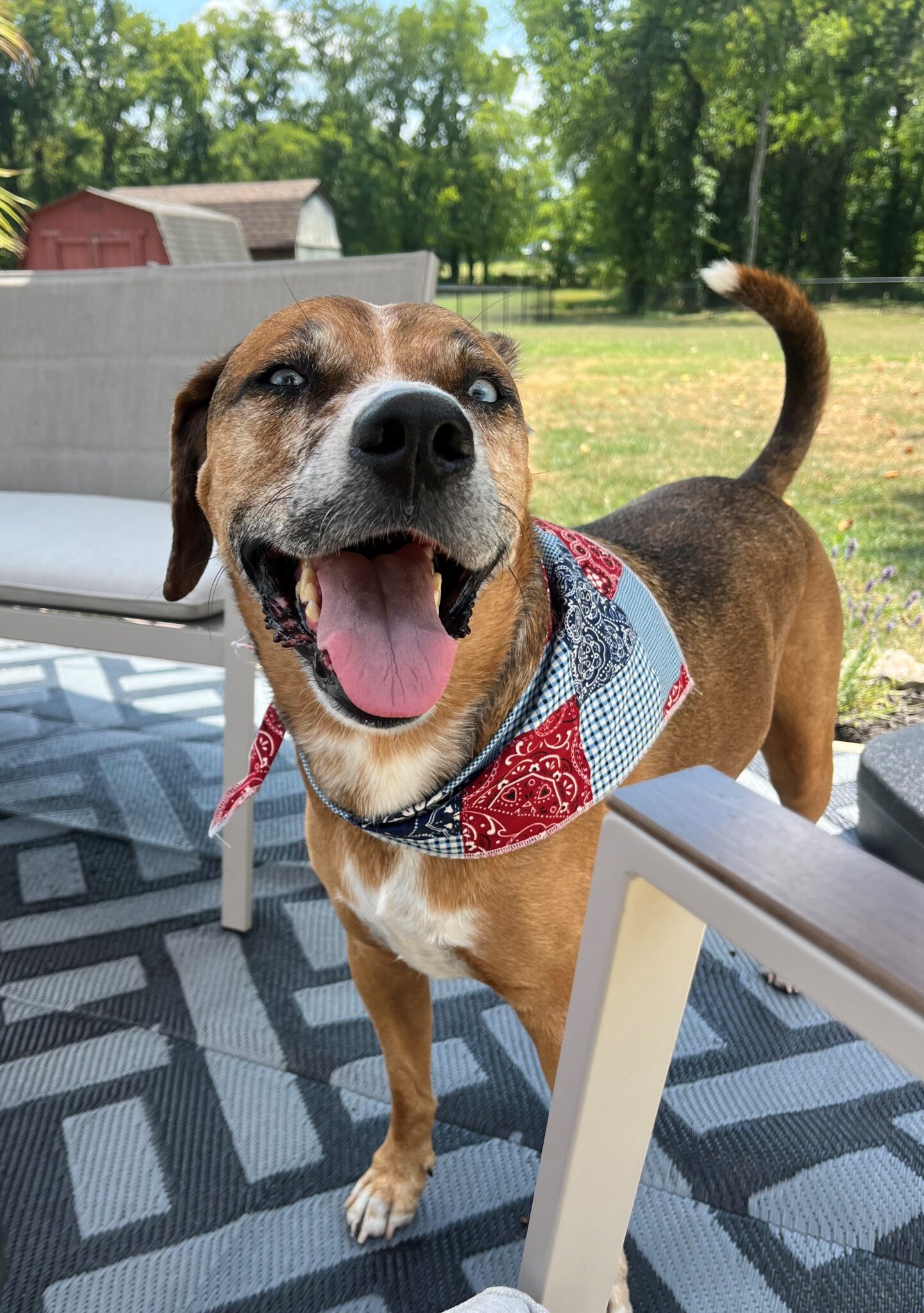 VUMC Pets of the Day: Boone and Ace - Vanderbilt Health