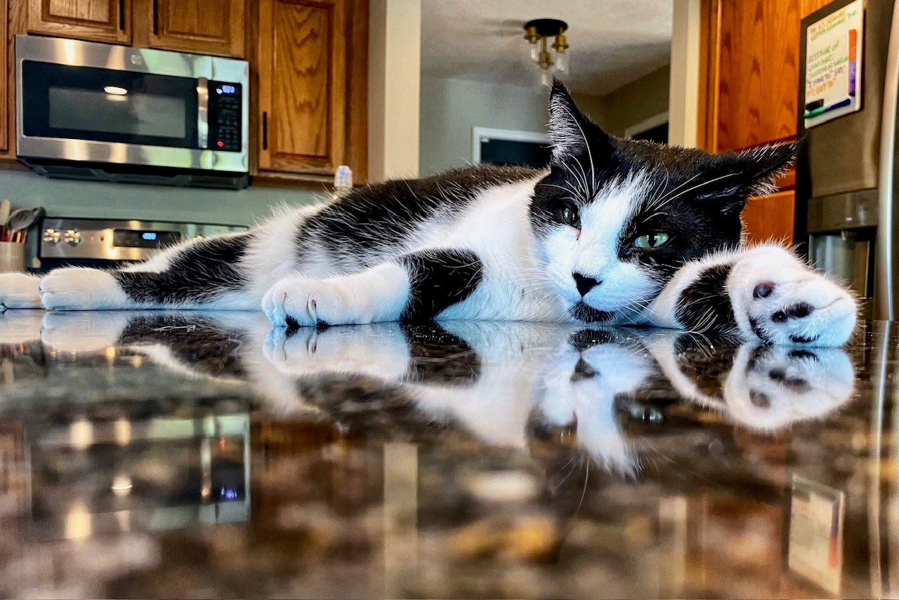 VUMC Pets of the Day: Hobbs and Ruby - VUMC News