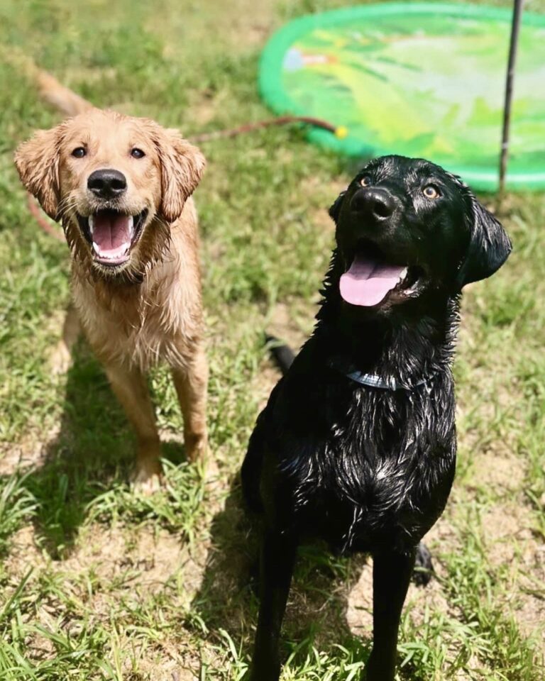 Vanderbilt Health Pets of the Day: Dolly Belle and Winston, and Remey ...