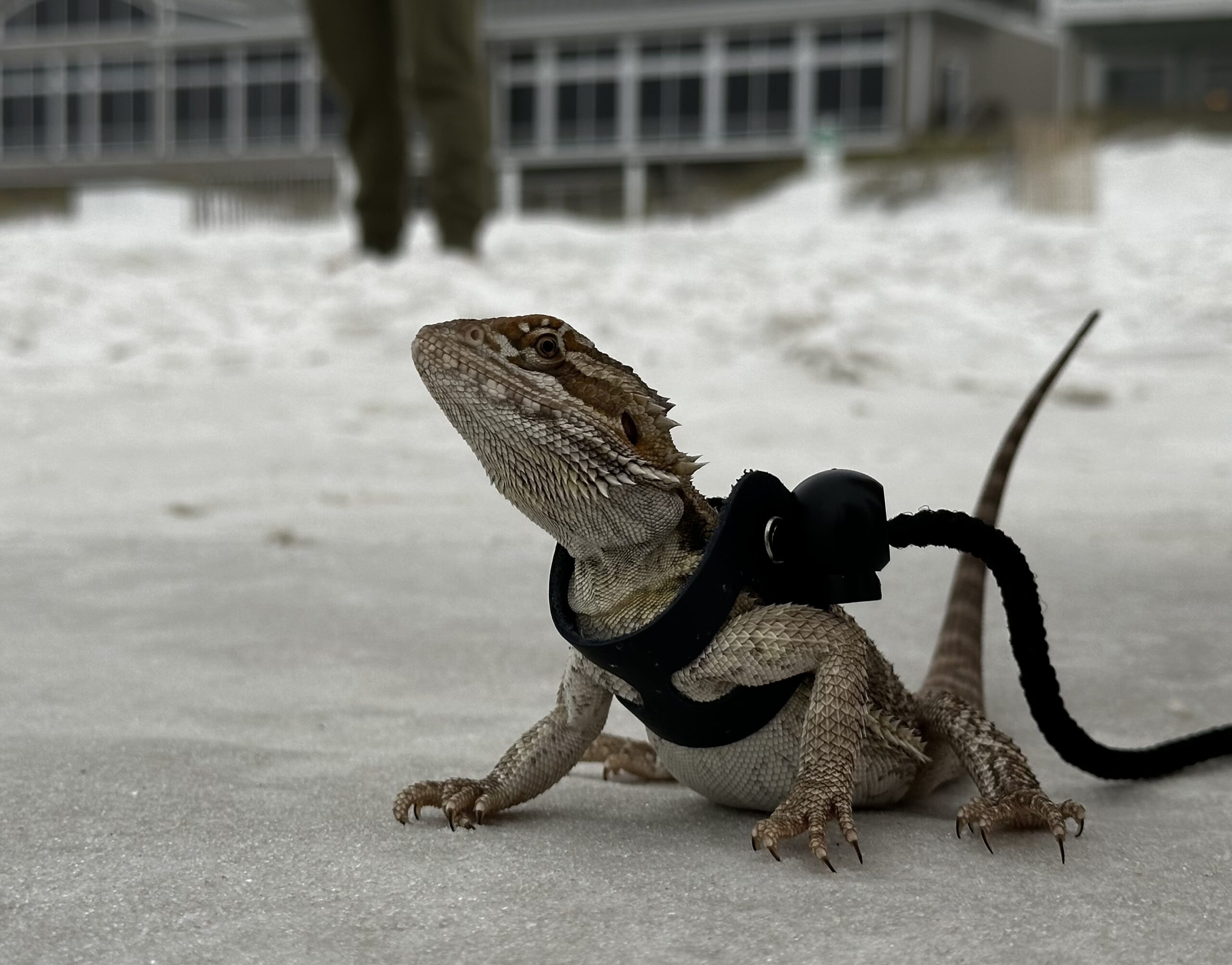 VUMC Pets of the Day: Fiona and Bobo - Vanderbilt Health News
