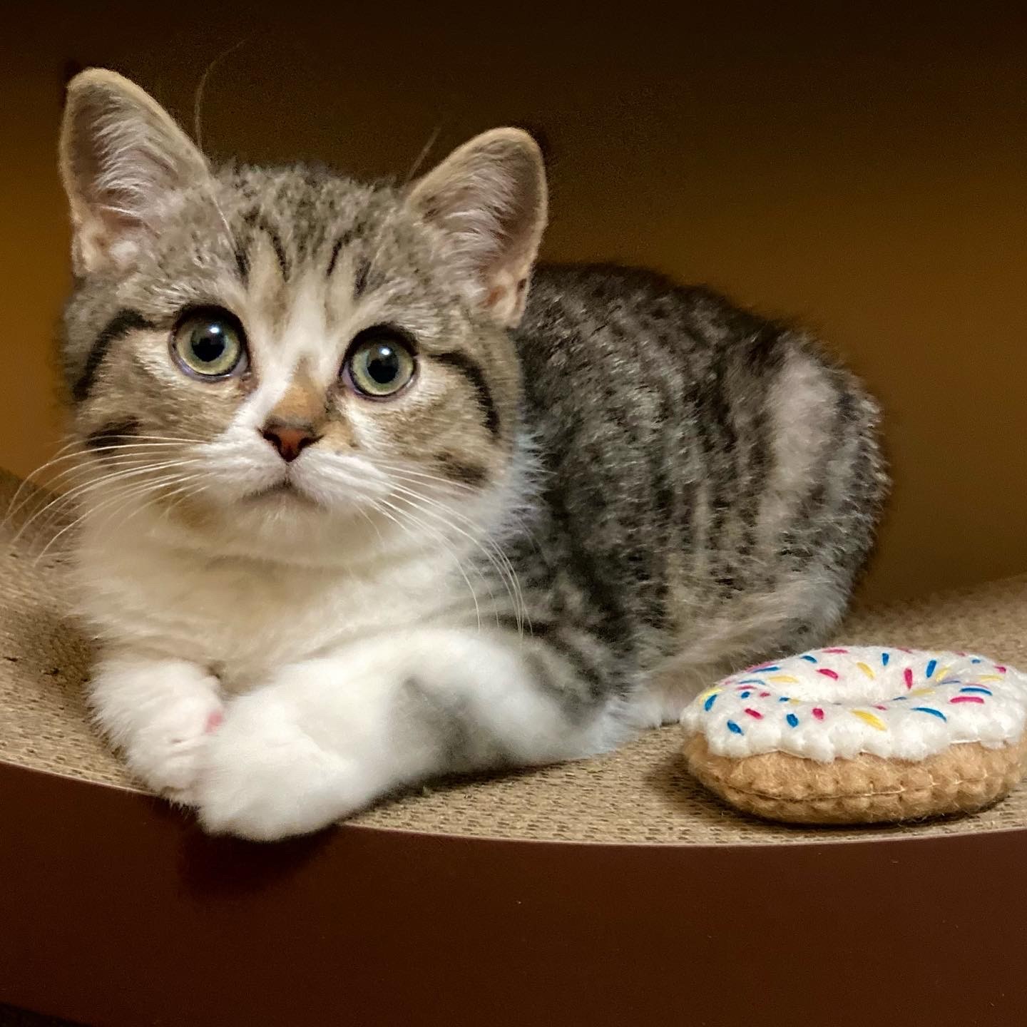 VUMC Pets of the Day: Azabache and Dunkin - VUMC News