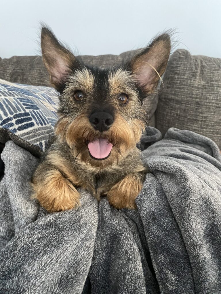 VUMC Pets of the Day: Mylo and Daisy - VUMC News