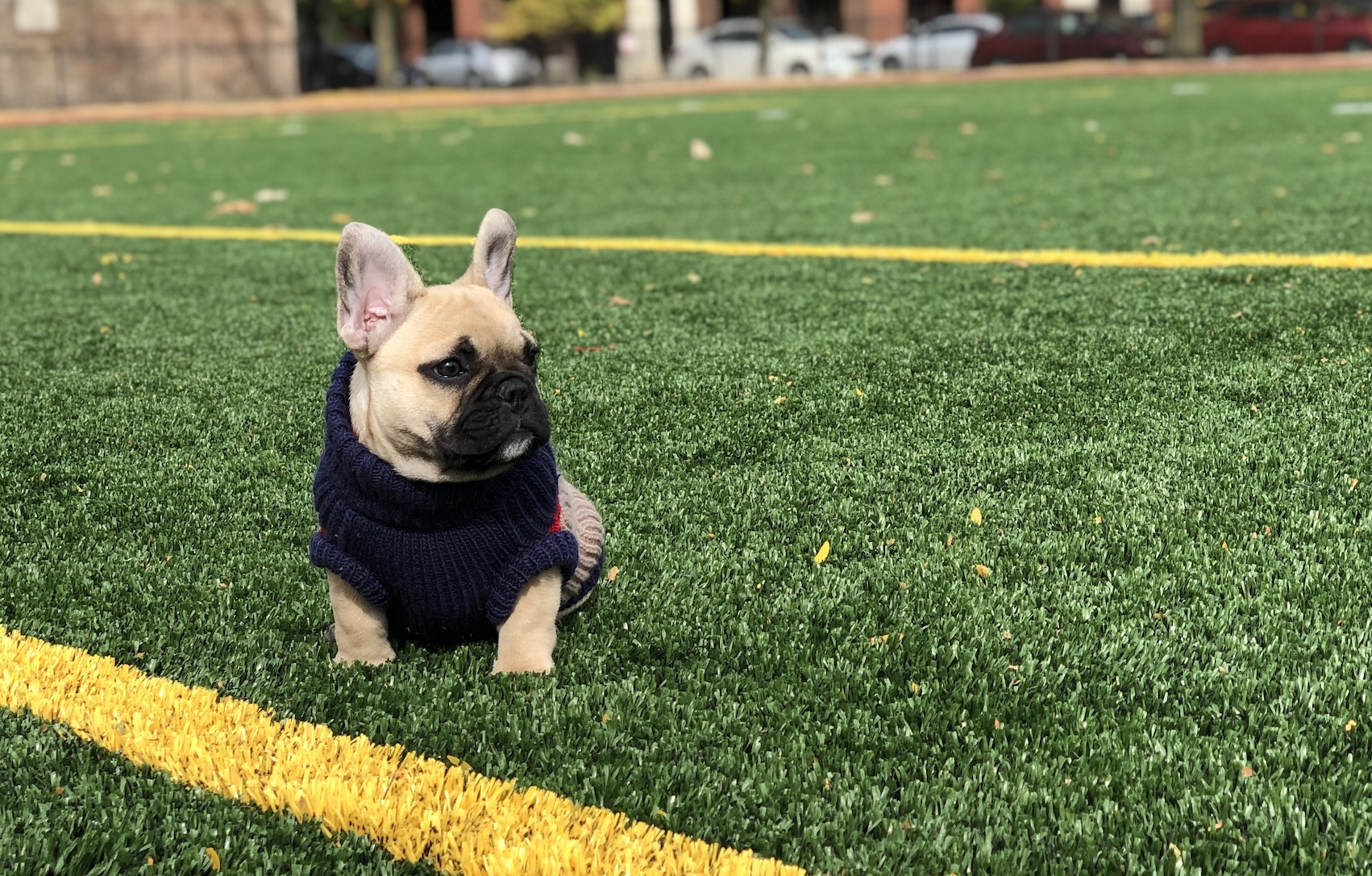 VUMC Pets of the Day: Mylo and Daisy - VUMC News