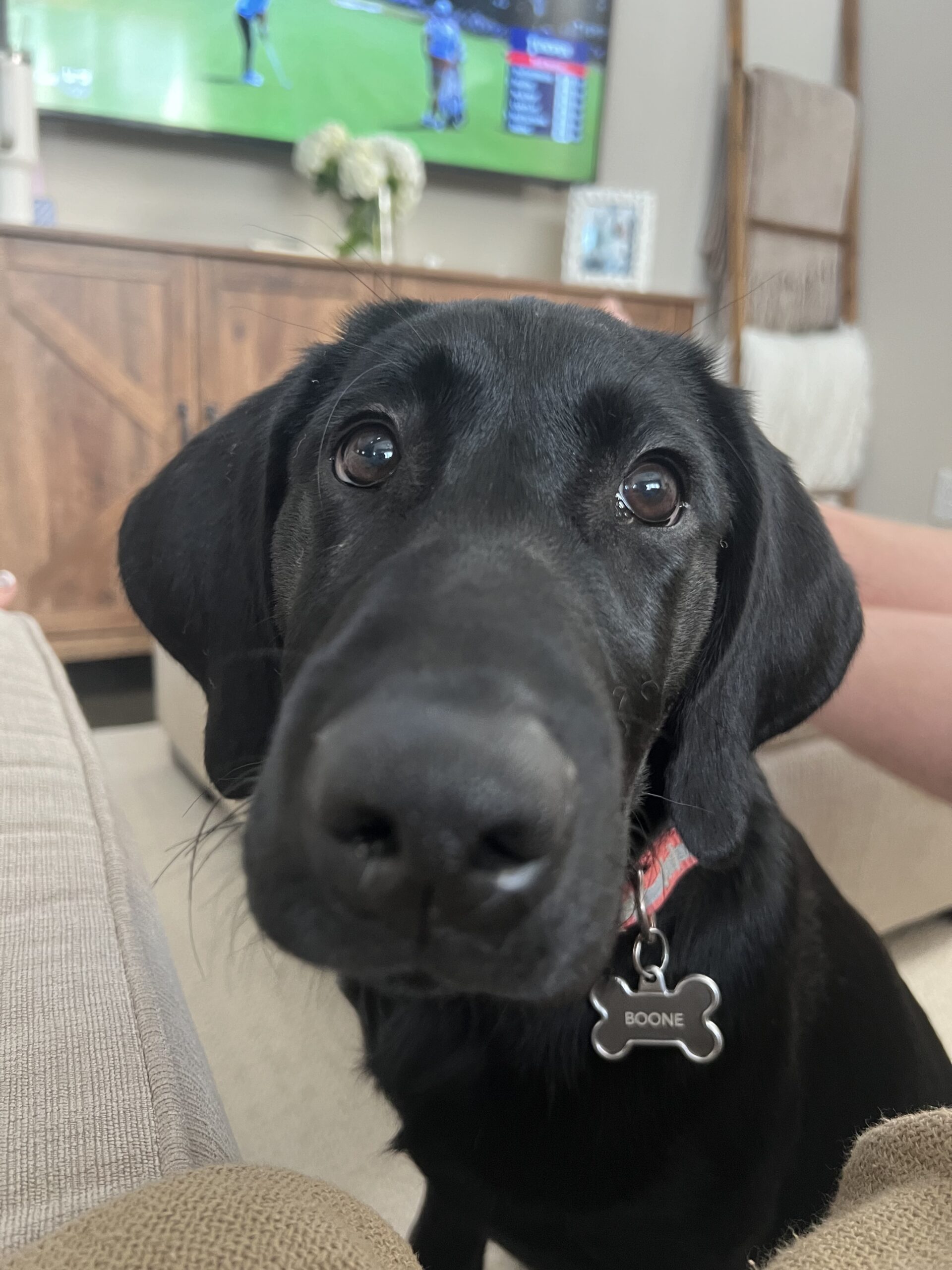 VUMC Pets of the Day: Boone and Ace - VUMC News