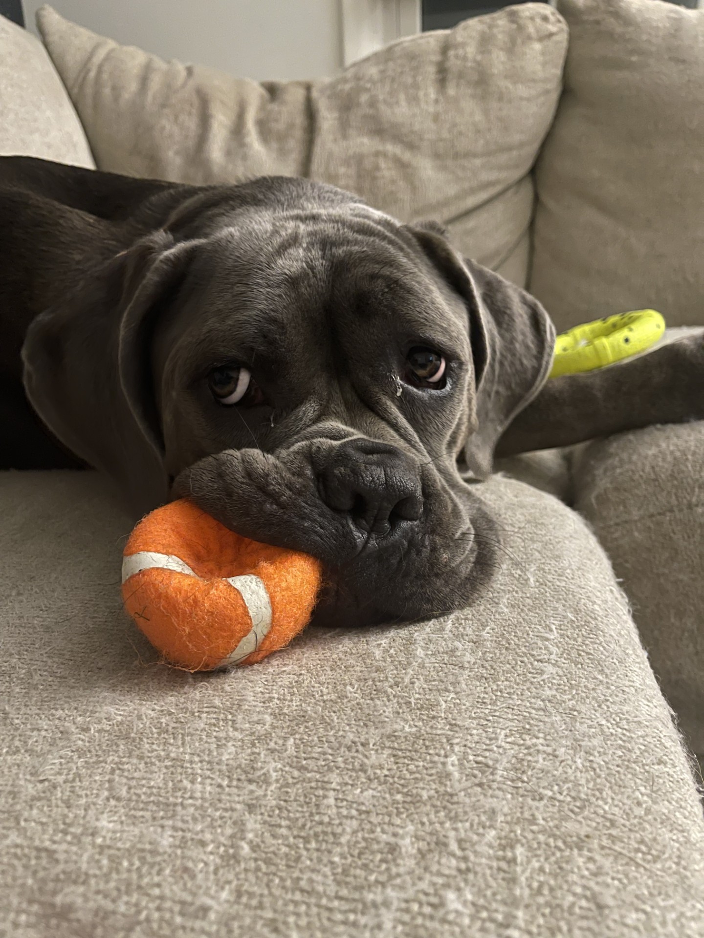 VUMC Pets of the Day: Harper and Max - Vanderbilt Health