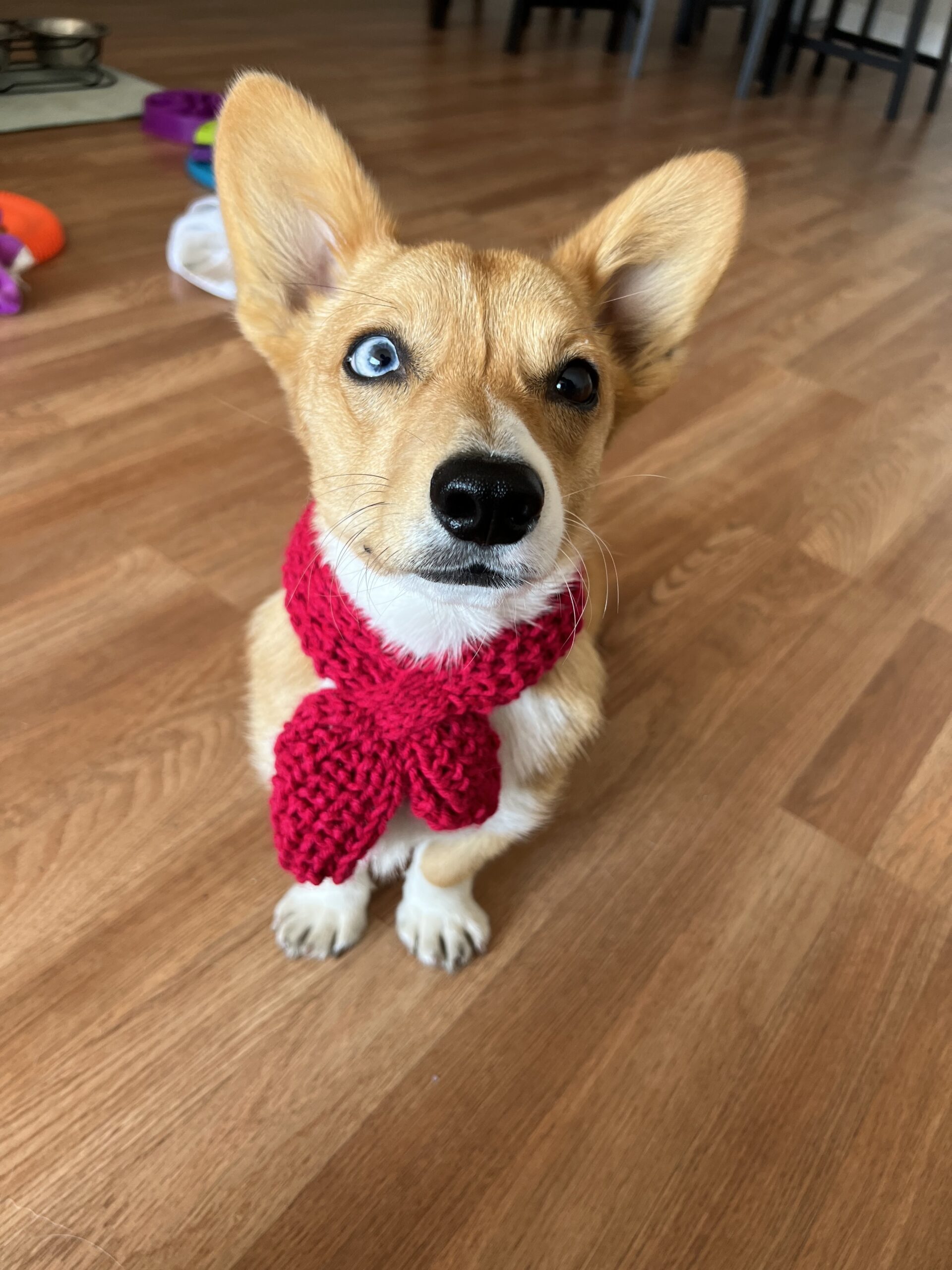 VUMC Pets of the Day: Potato and Chugg - Vanderbilt Health