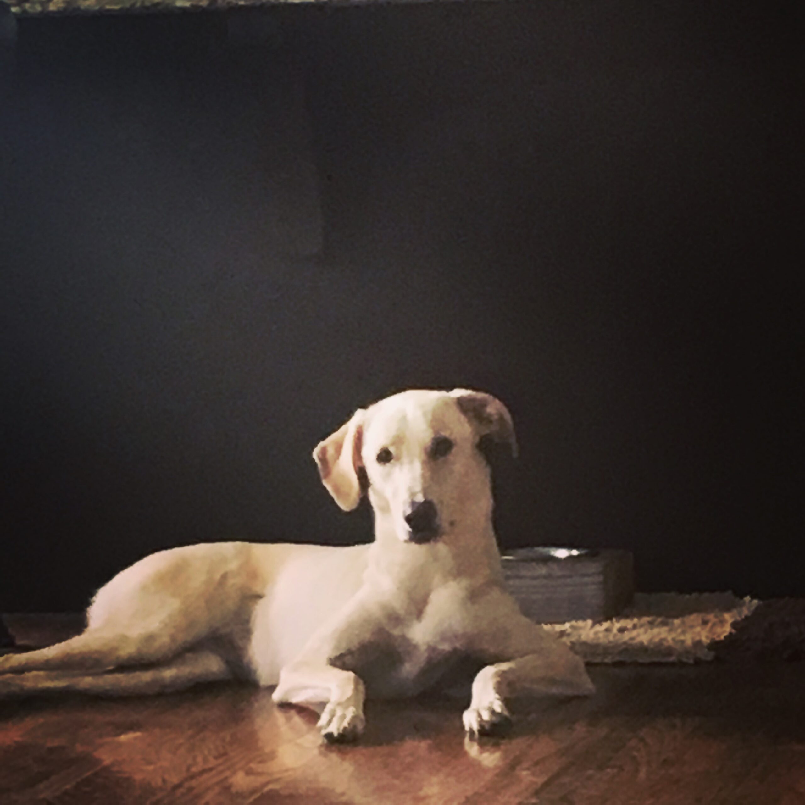 VUMC Pets of the Day: Rylee and Skinner - Vanderbilt Health News
