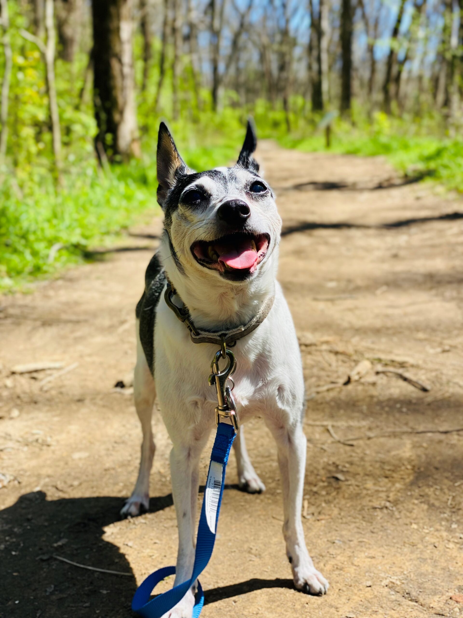 VUMC Pets of the Day: Leonard Graham and Legolas - VUMC News