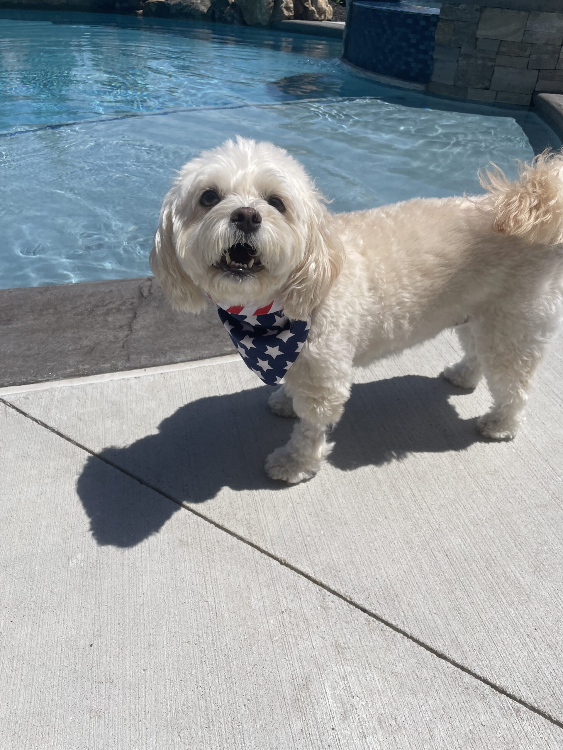 VUMC Pets of the Day: Charlie and Yuki - VUMC News