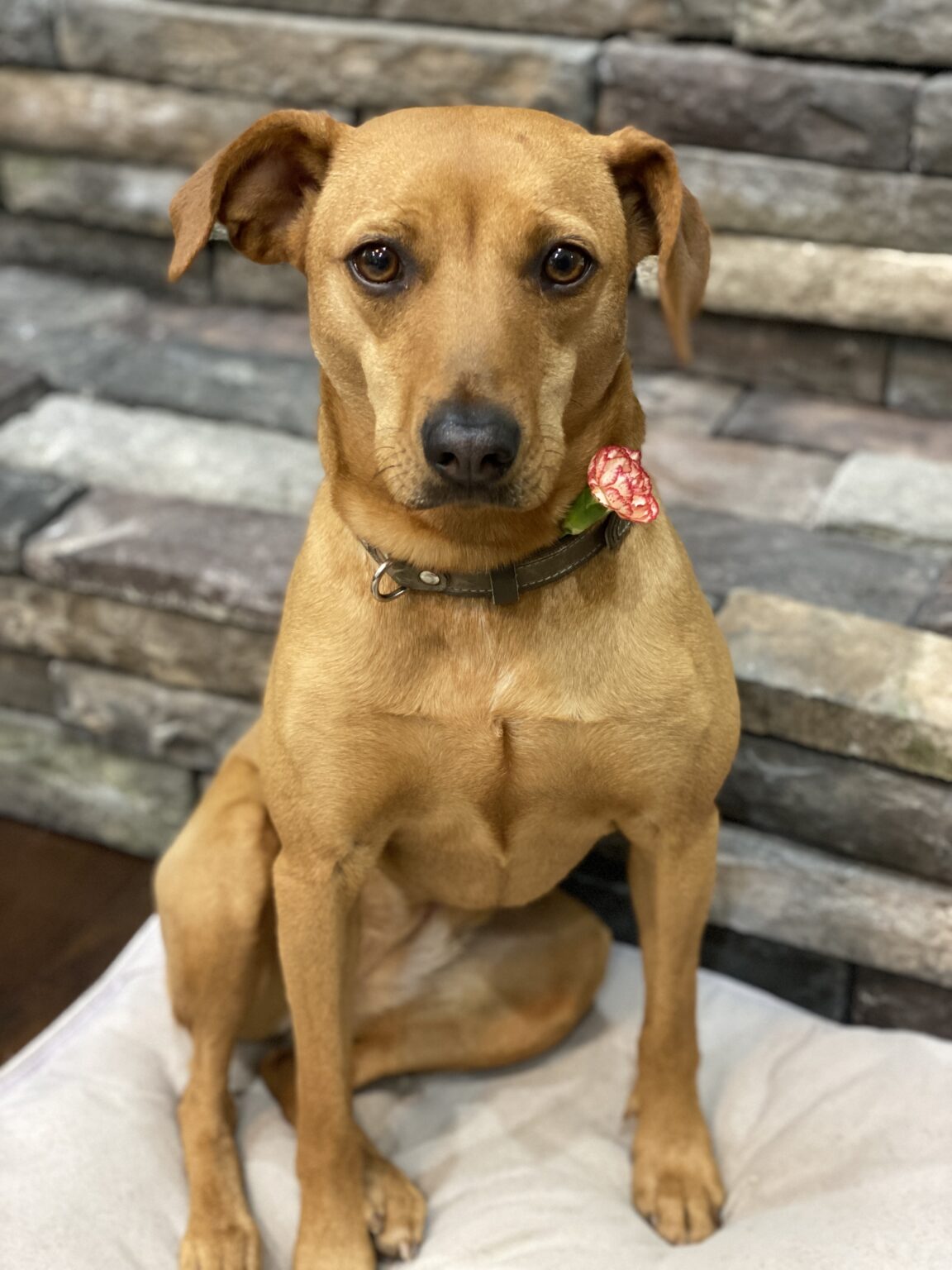 VUMC Pets of the Day: Stitch and Tambourine - Vanderbilt Health News