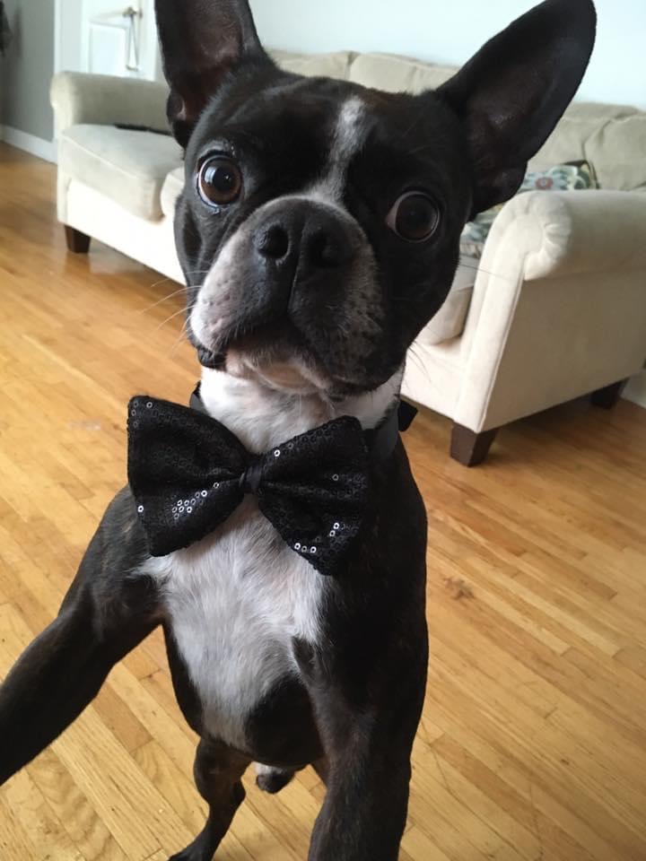 VUMC Pets of the Day: Weezie and Rudy - Vanderbilt Health