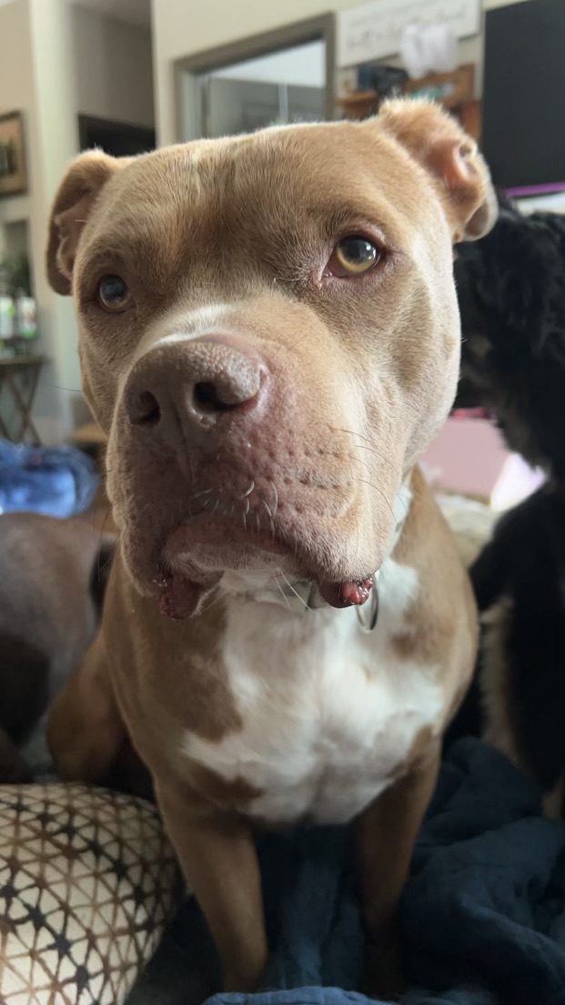 VUMC Pets of the Day: Gretel and Ramses - Vanderbilt Health News