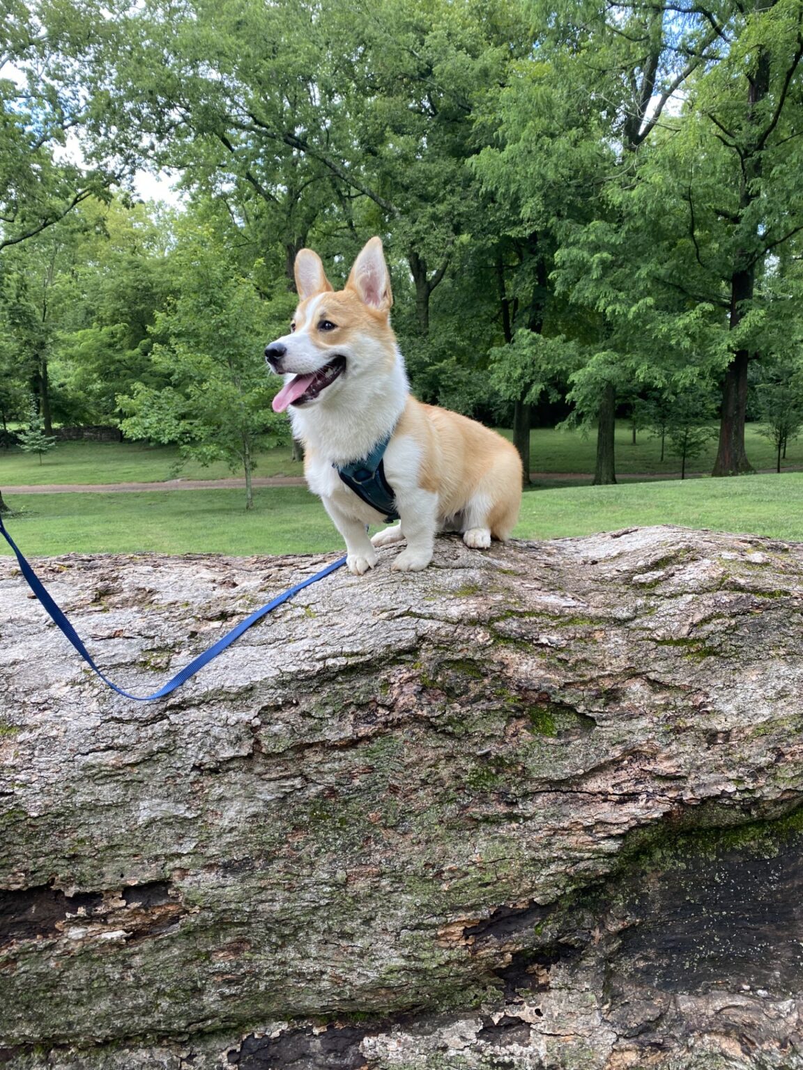 VUMC Pets of the Day: Duck and Groucho - Vanderbilt Health News