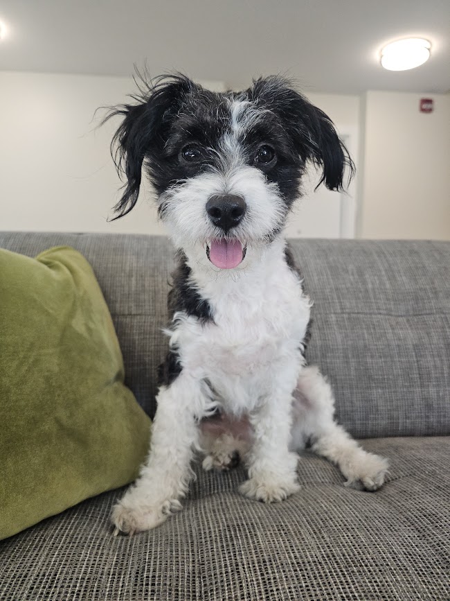 VUMC Pets of the Day: Phoebe and Lily Beth - VUMC News