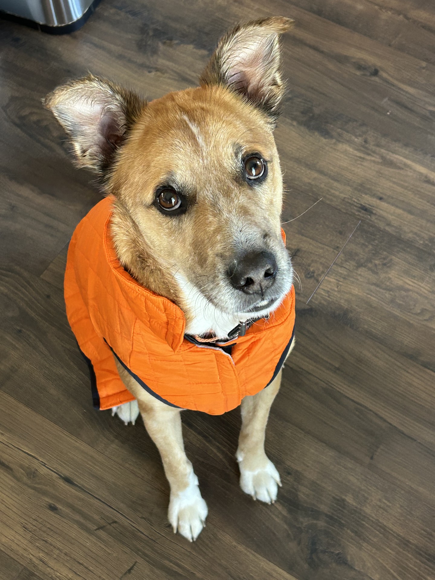 VUMC Pets of the Day: Meko and Moss - VUMC News