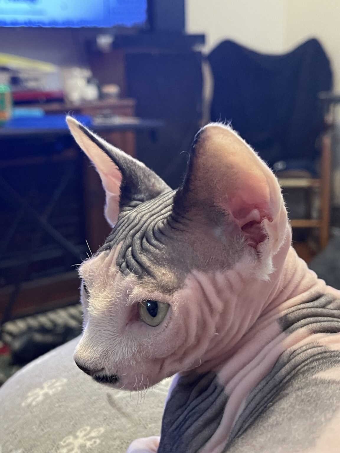 VUMC Pets of the Day: Rylee and Skinner - VUMC News